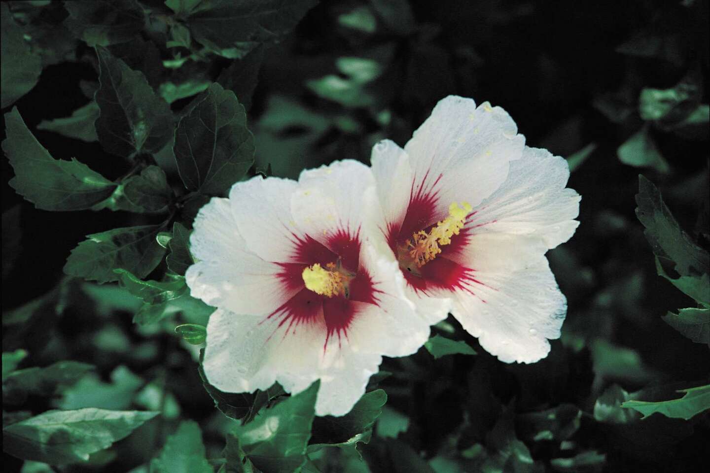 How to Landscape With Rose of Sharon