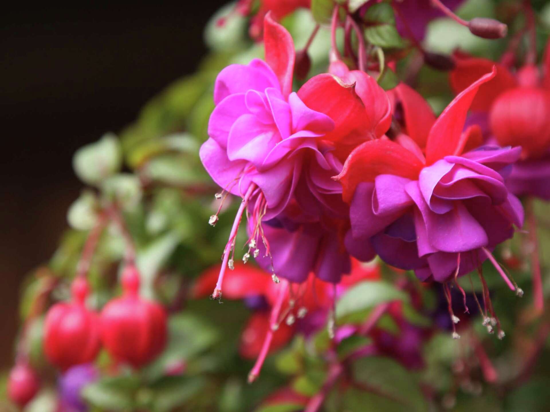 How to Care for Fuchsia Hanging Baskets