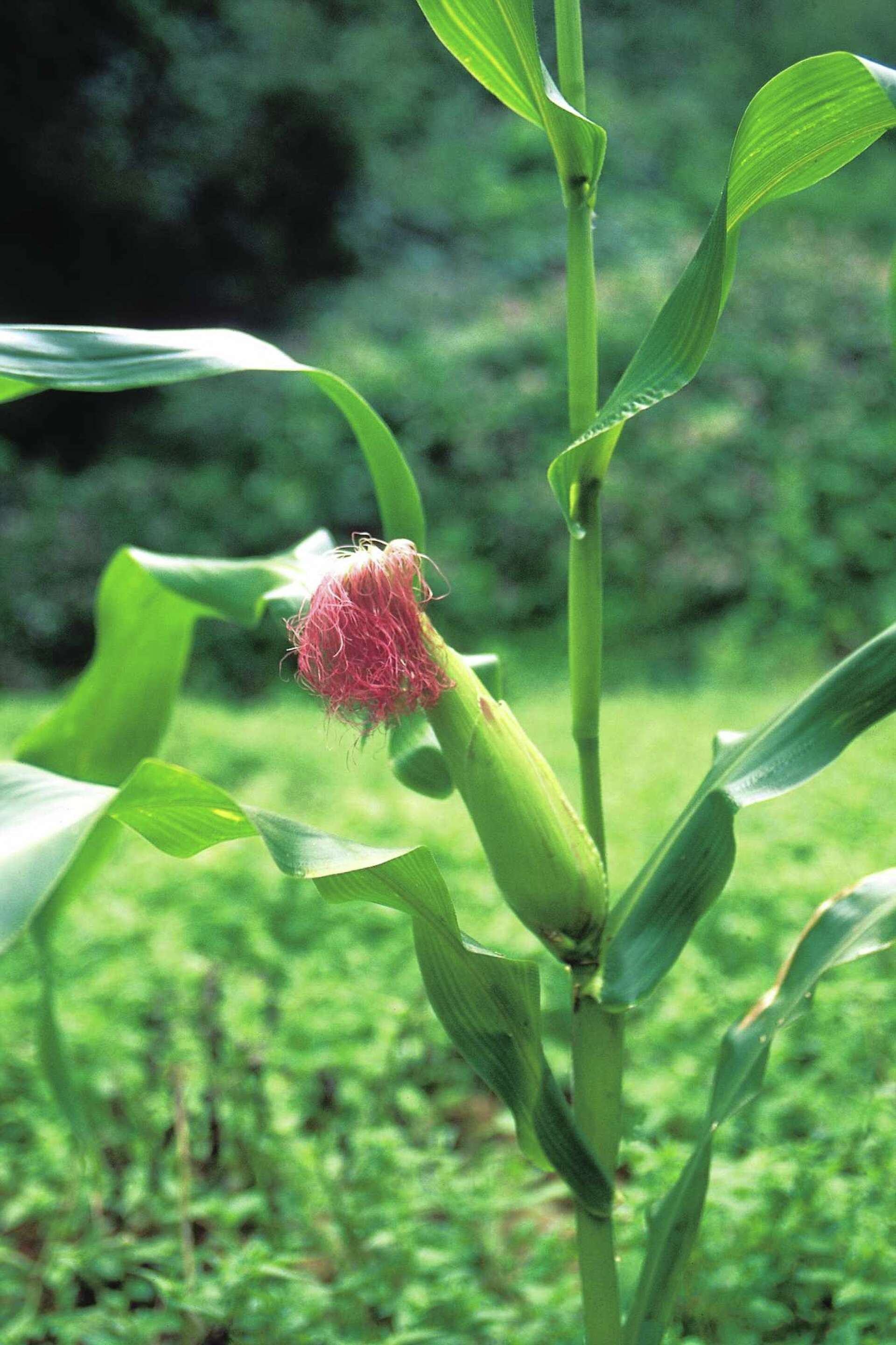 The Minerals That Corn Needs