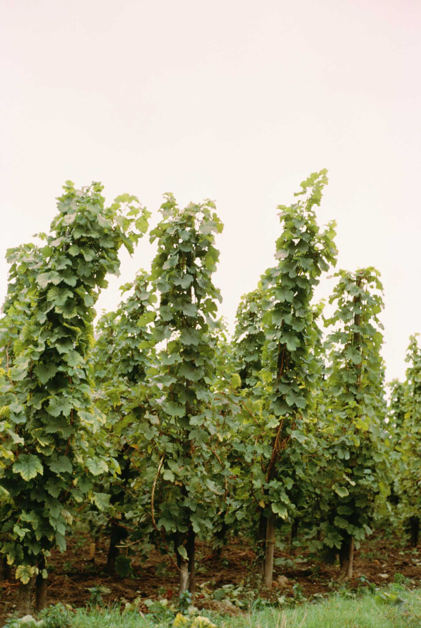 Use of the Hop (Humulus Lupulus) Plant in Landscaping