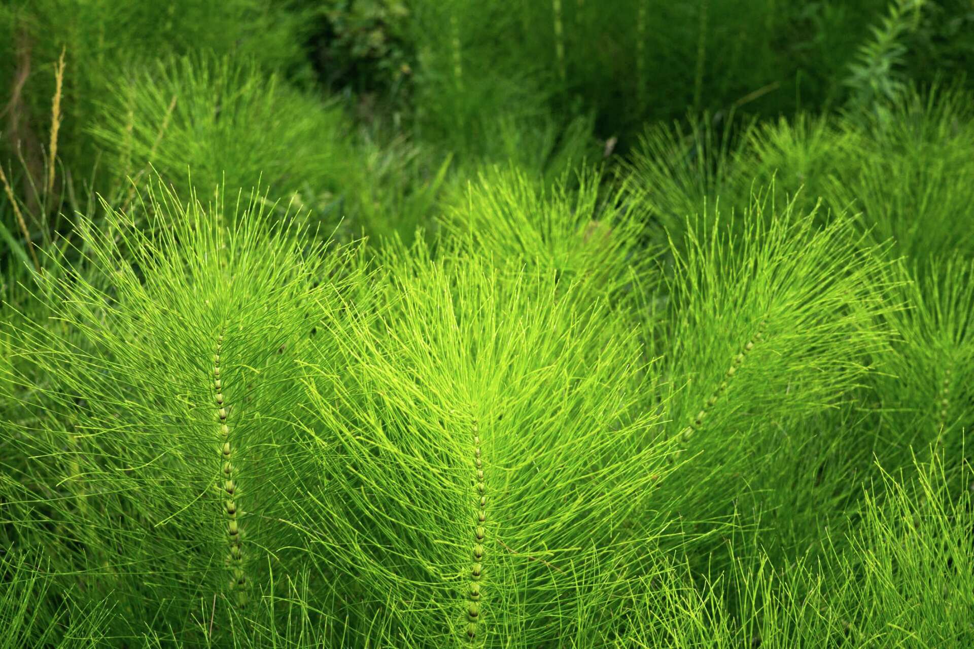 How to Grow Horsetail