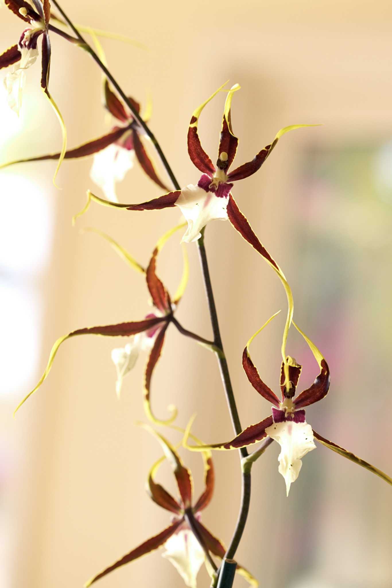 How to Take Care of a Gilded Urchin Orchid