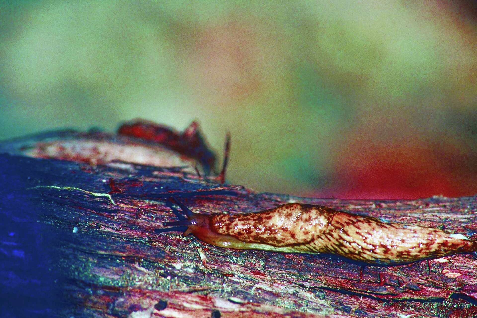 Does Sevin Dust Work on Slugs?