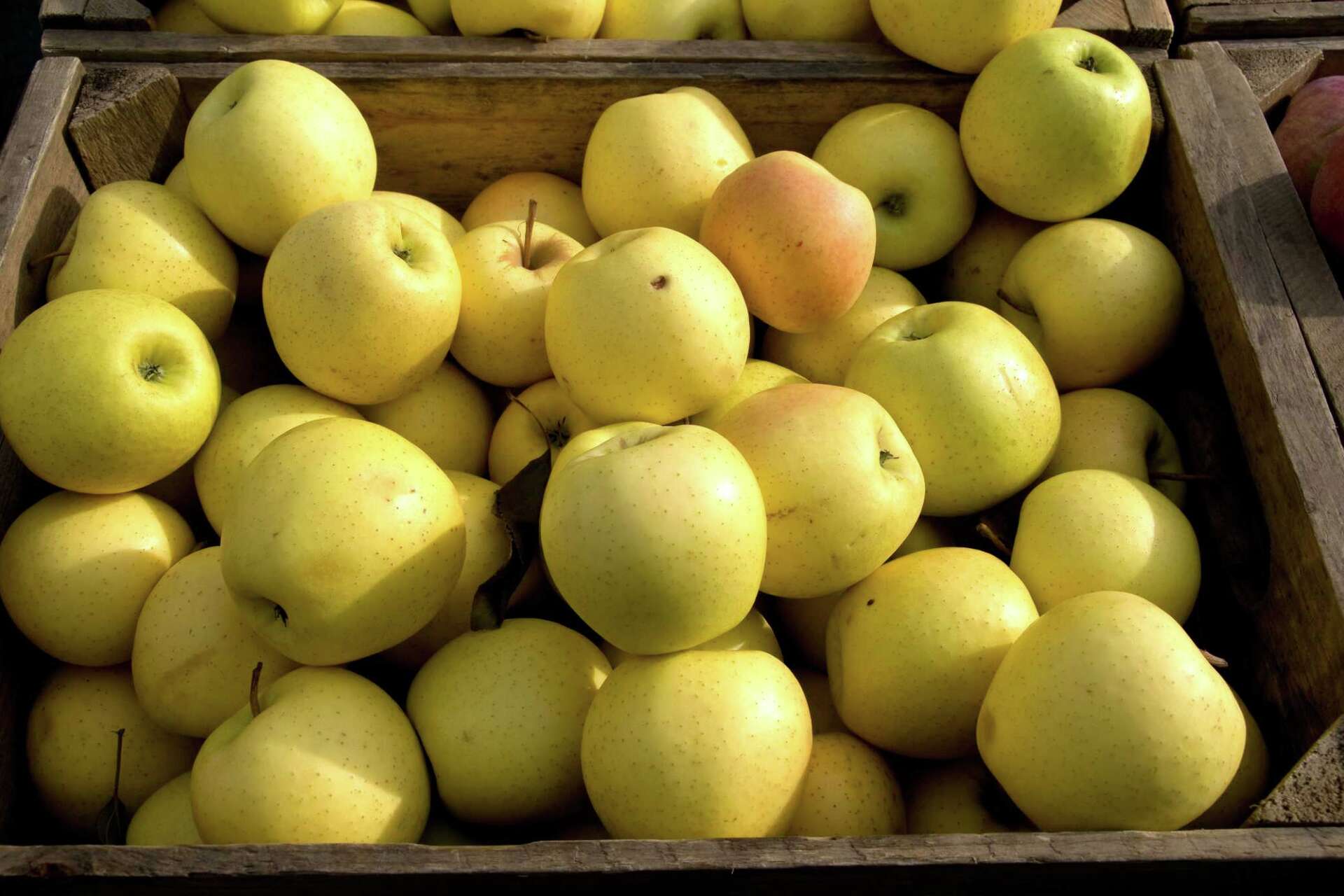 How to Care for Golden Delicious Apple Trees