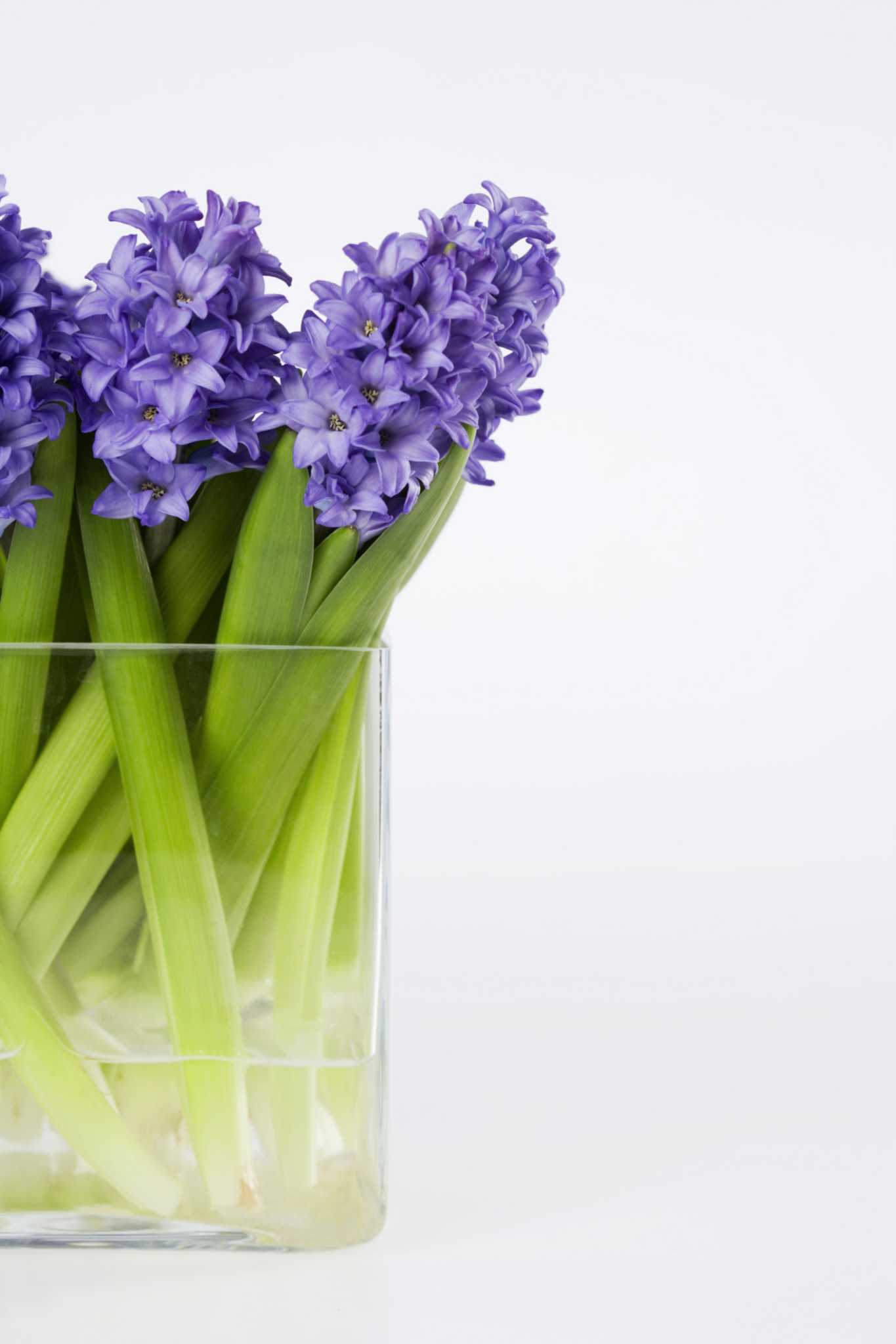 How to Grow Hyacinthus Orientalis
