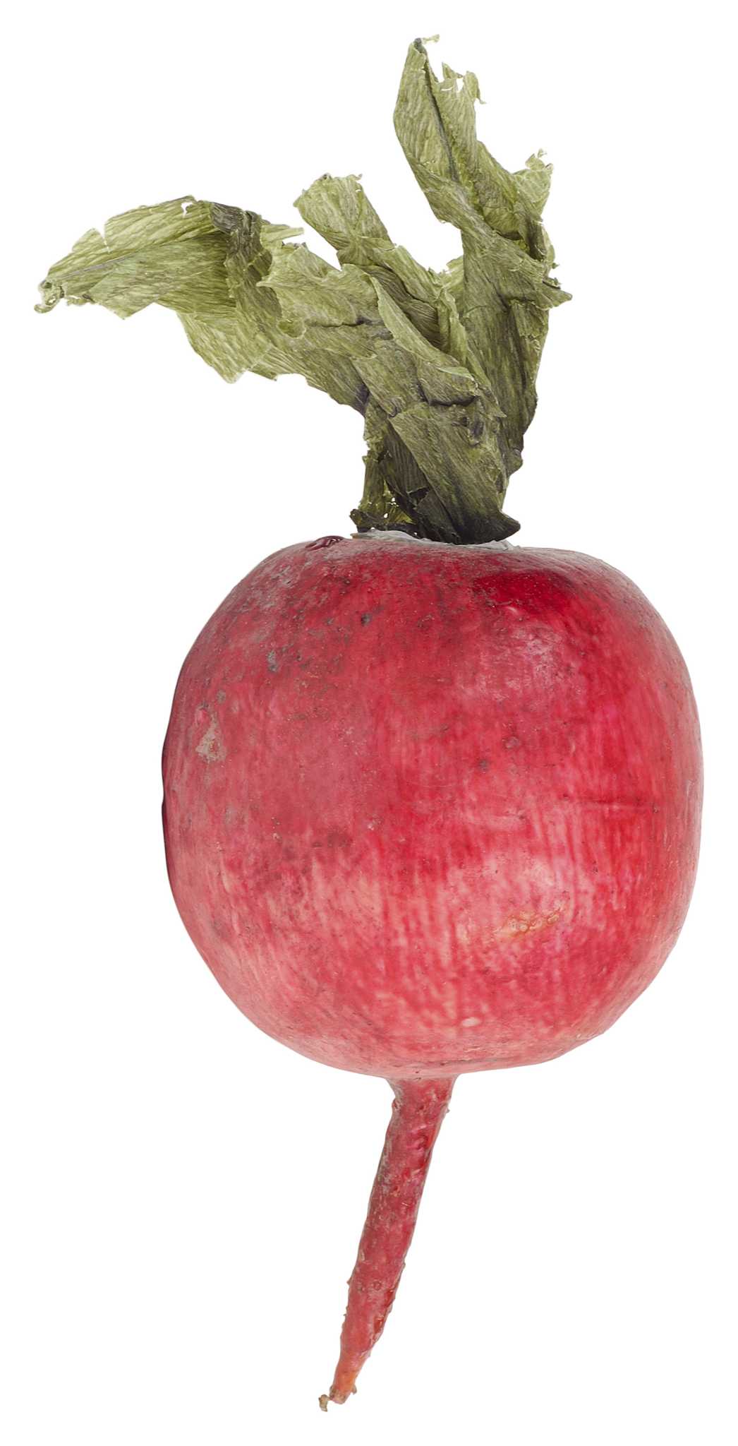 How to Grow Hydroponic Beets