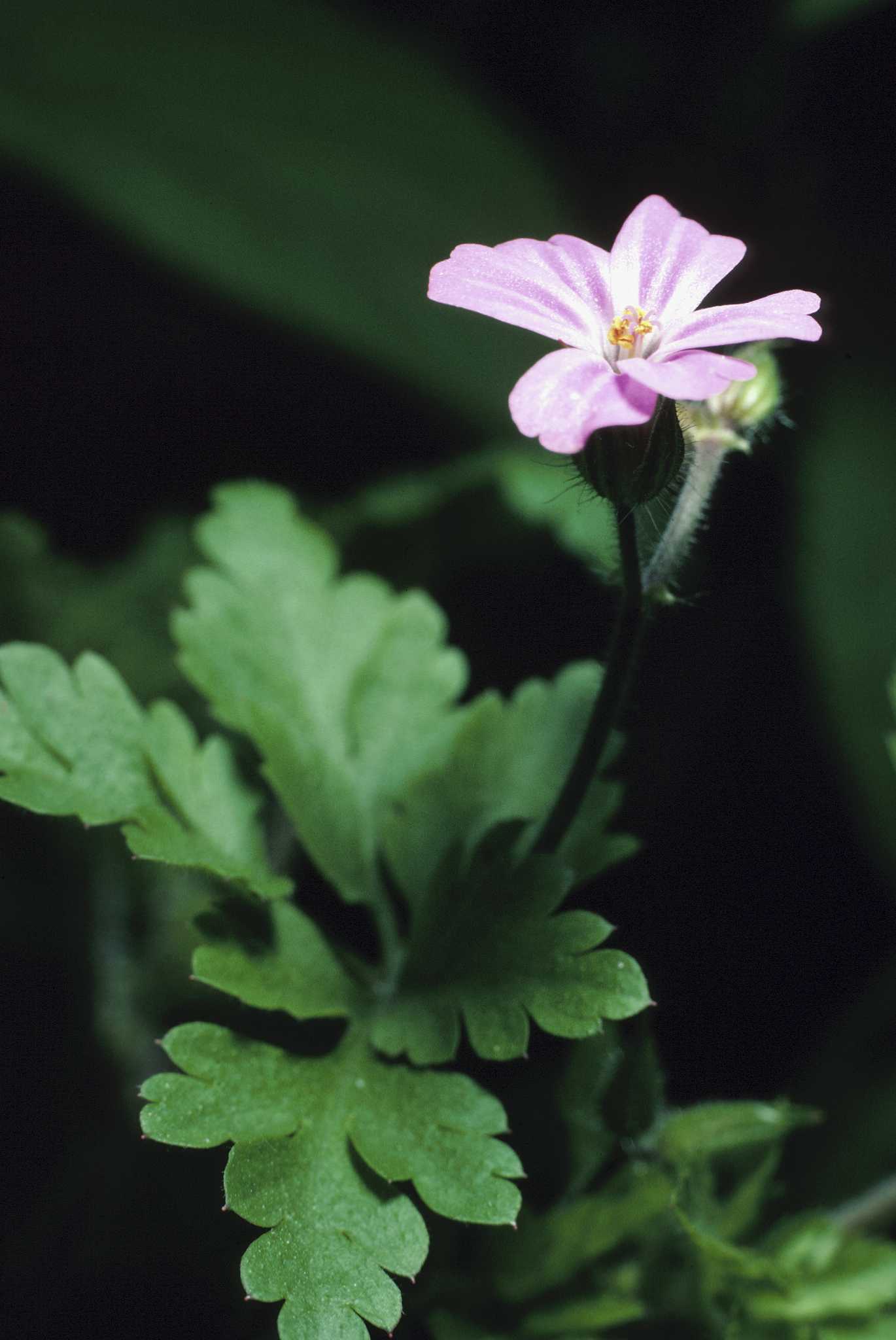 How to Care for Hardy Geraniums After Flowering
