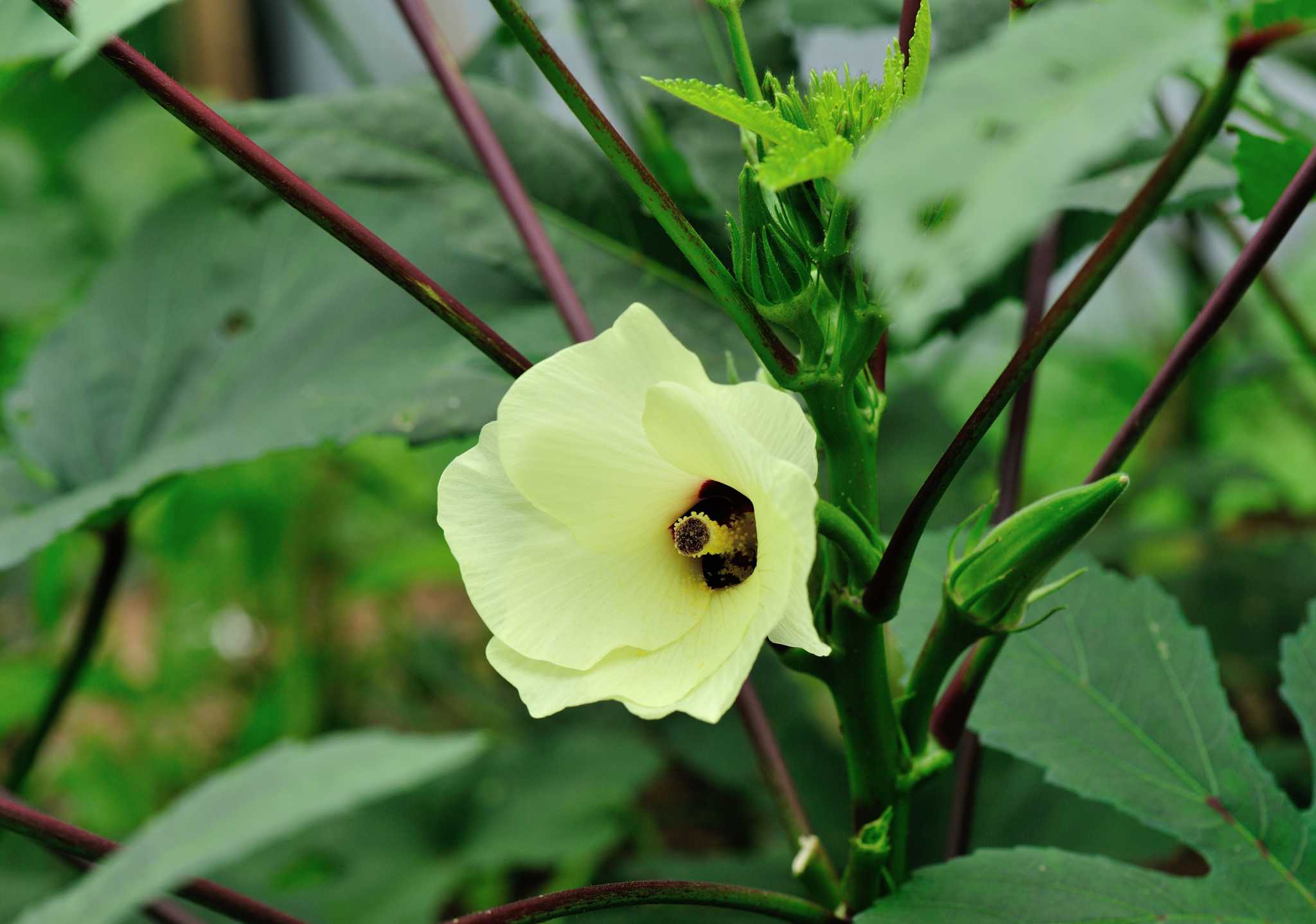 How to Grow Indian Lady's Fingers