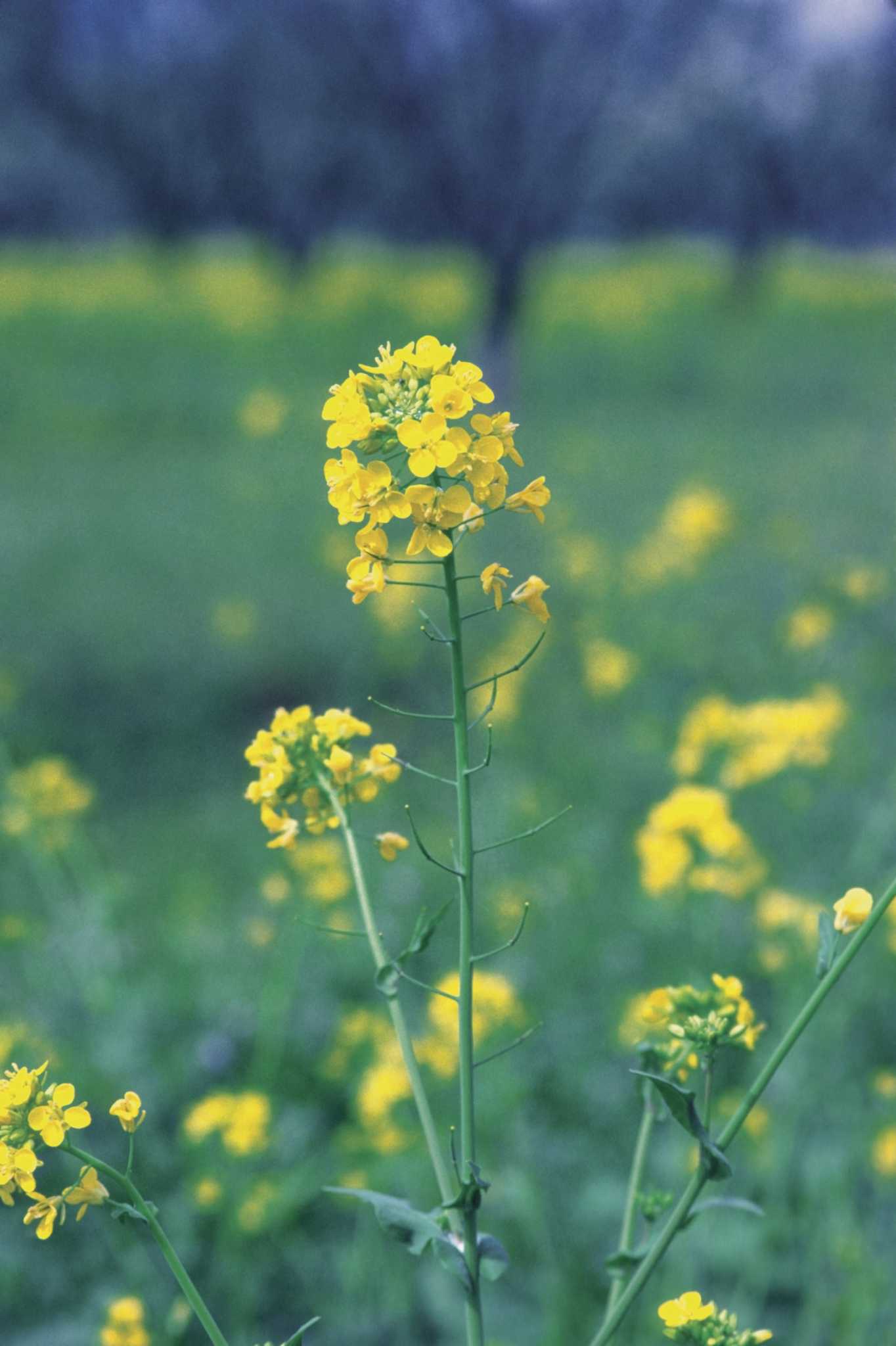 How to Grow Indian Mustard