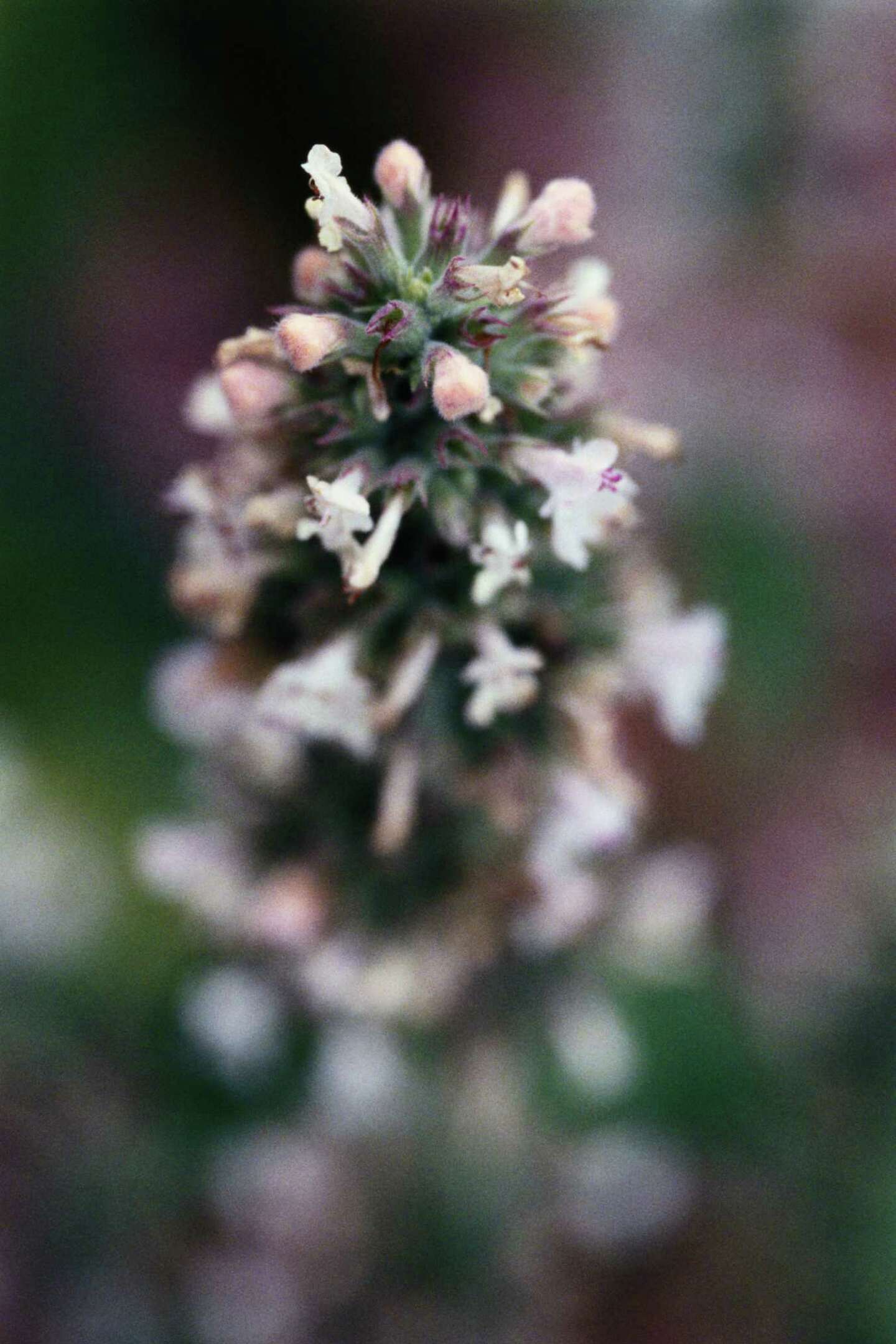 How to Propagate Heather