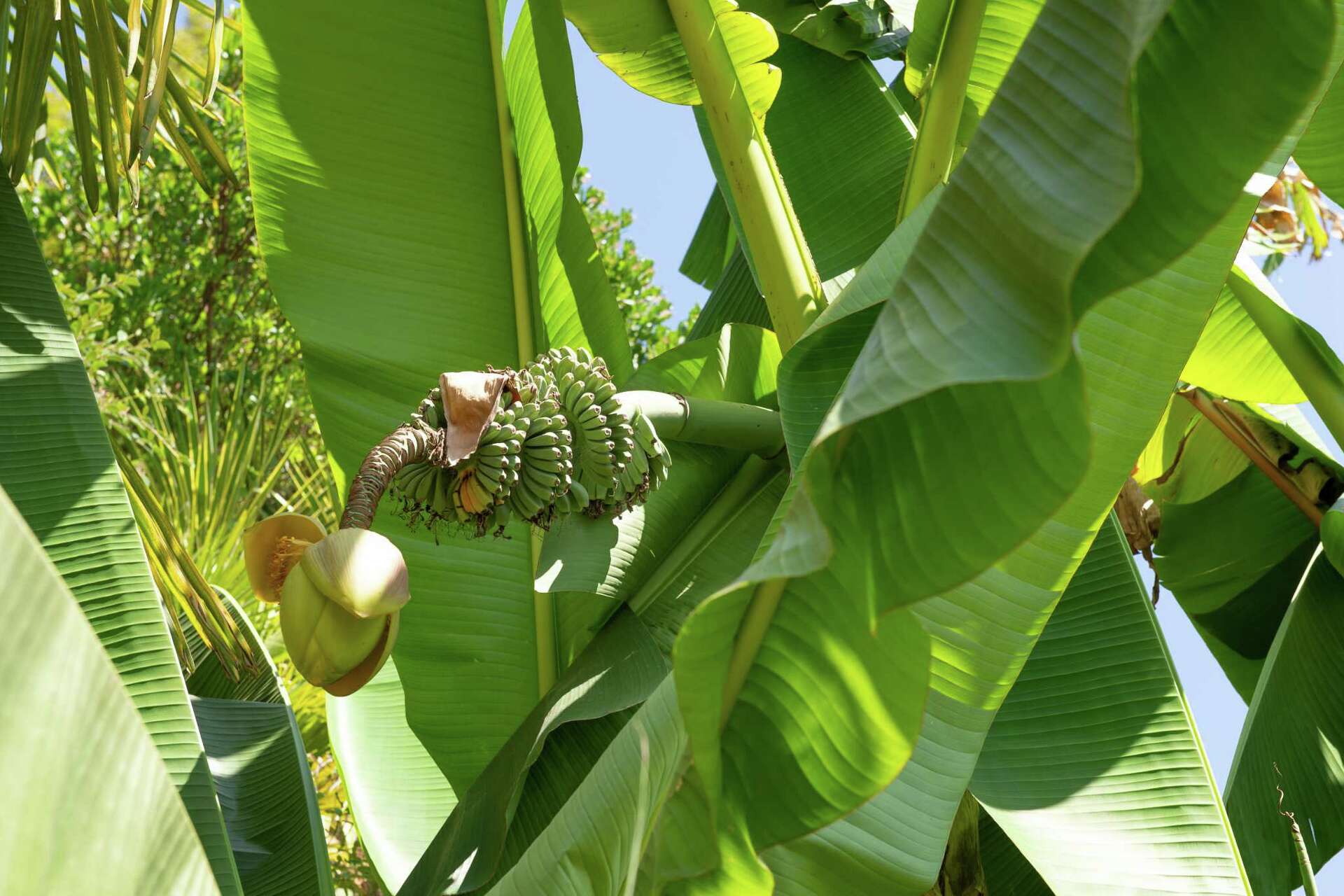 How to Care for an Ice Cream Banana Tree