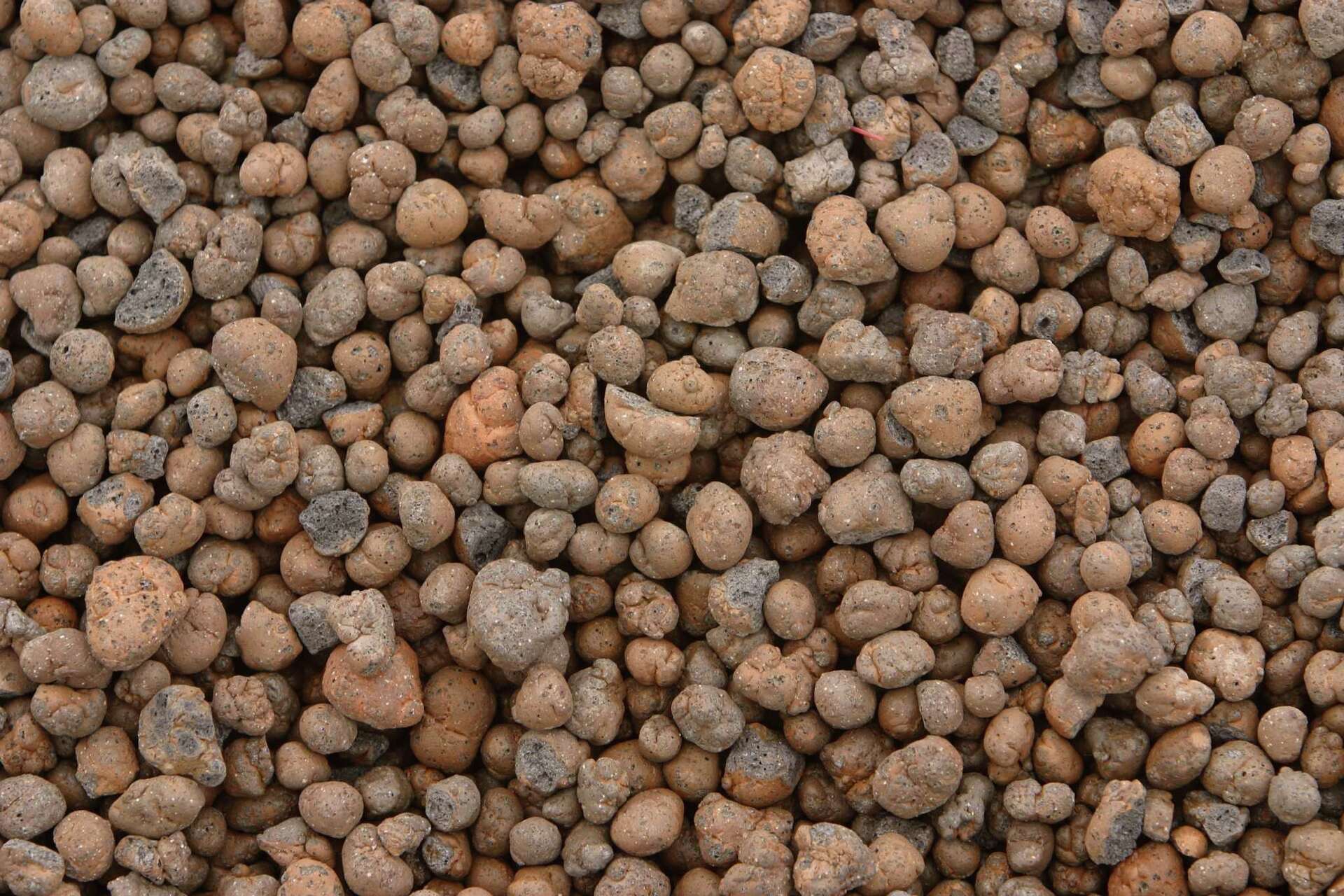 Growing with Clay Pebbles