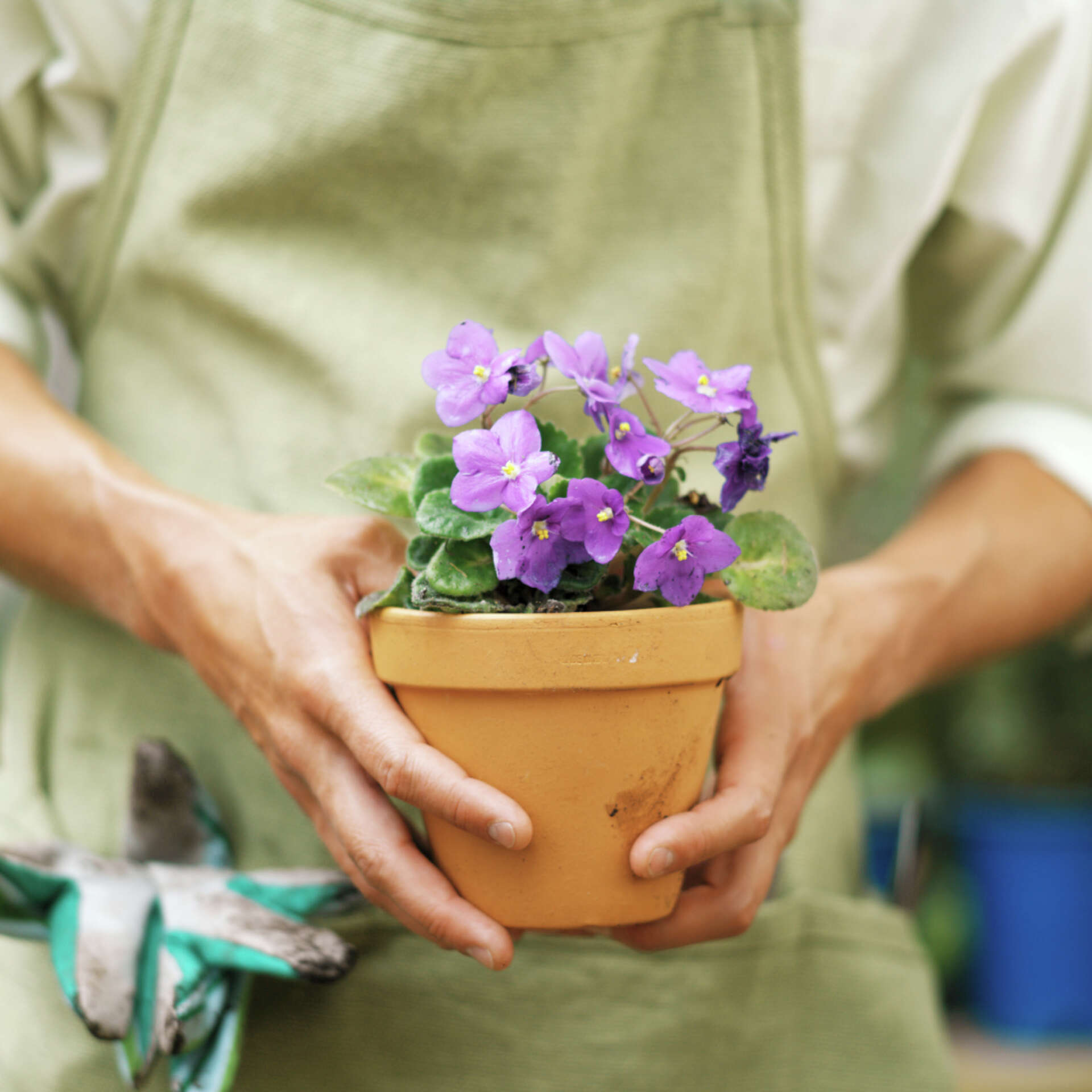 How to Care for a Streptocarpus Concord Blue