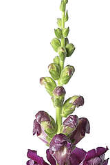 How to Get Rid of Rust on Snapdragons