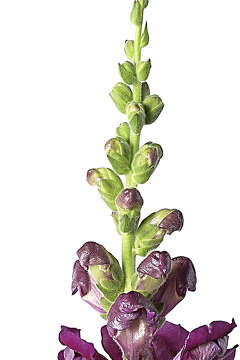 How to Get Rid of Rust on Snapdragons