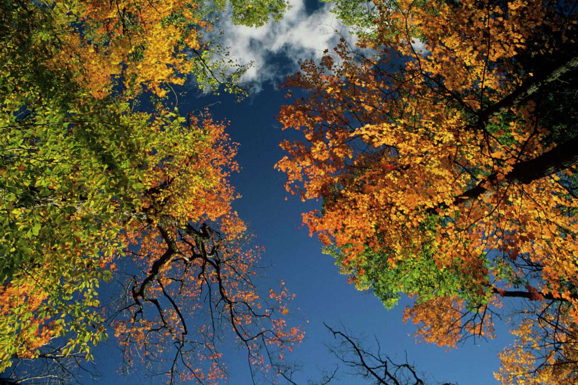 Growing Conditions for Sugar Maples