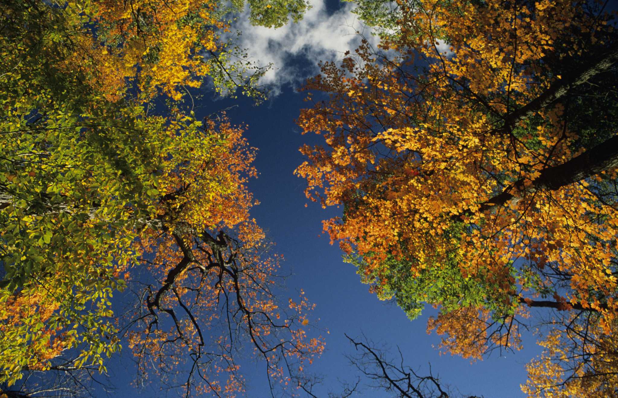 Growing Conditions for Sugar Maples