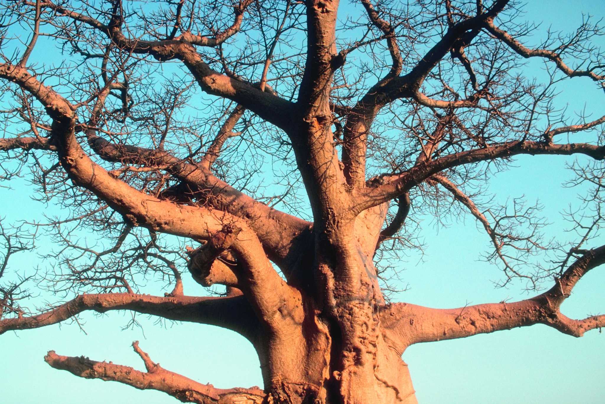 Care Instructions for the Adansonia Digitata Bonsai Tree