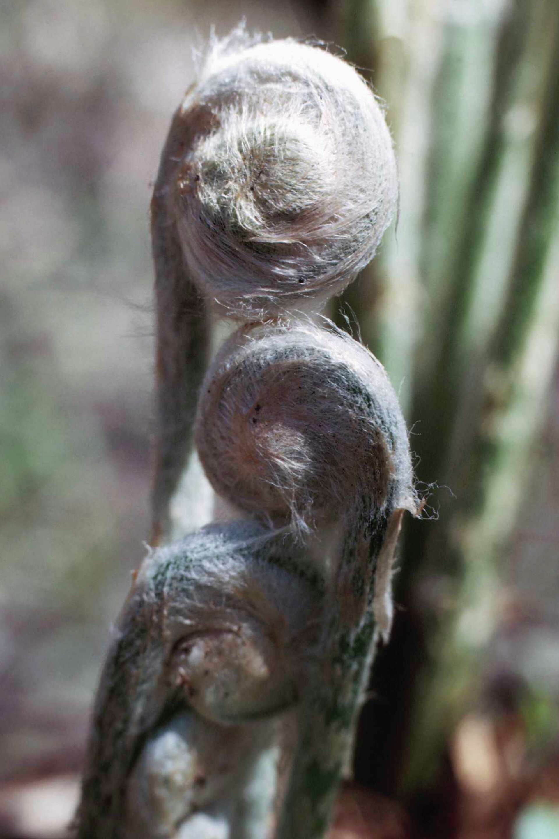 How to Remove Dead Leaves From Outdoor Ferns