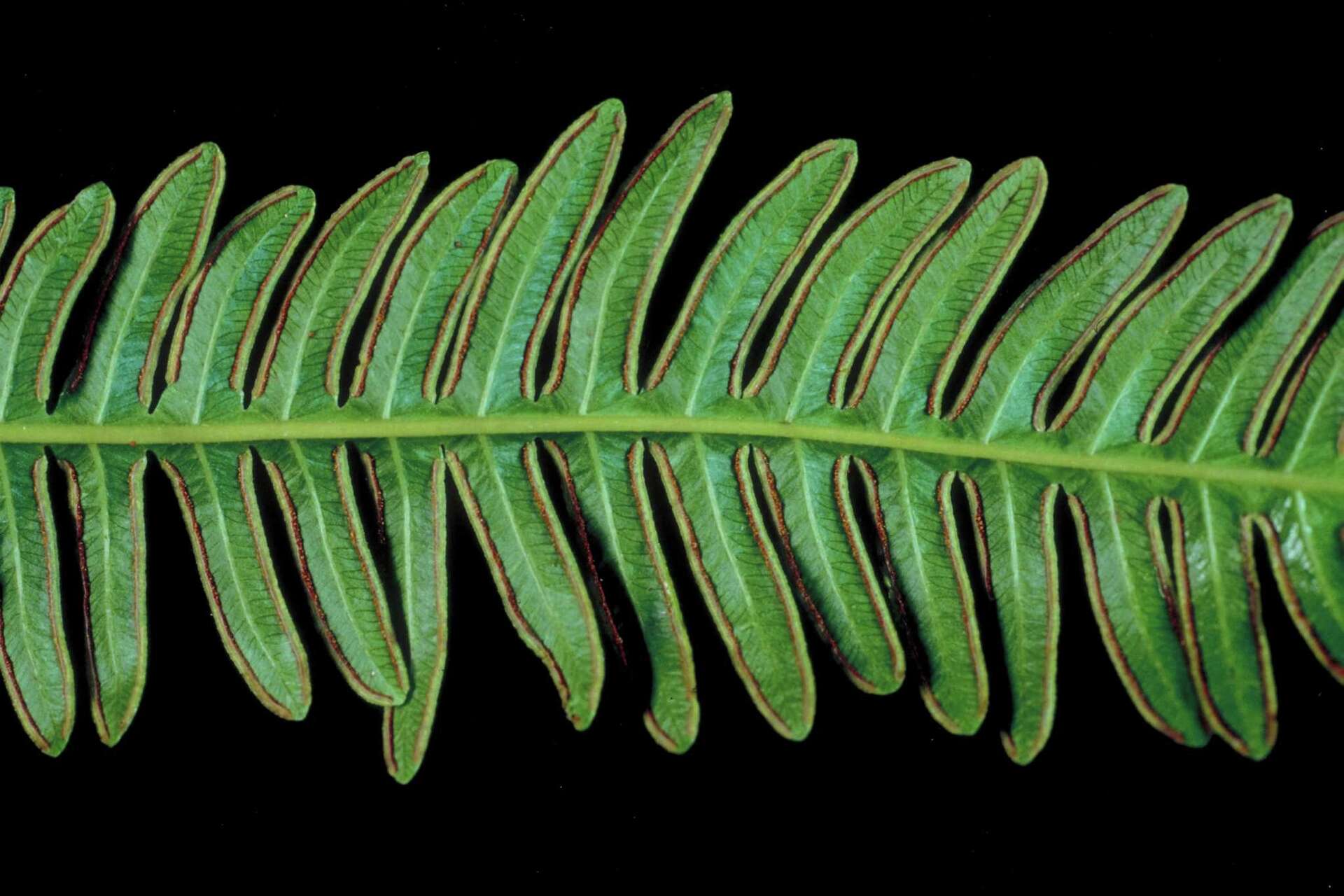 Growing a Licorice Fern
