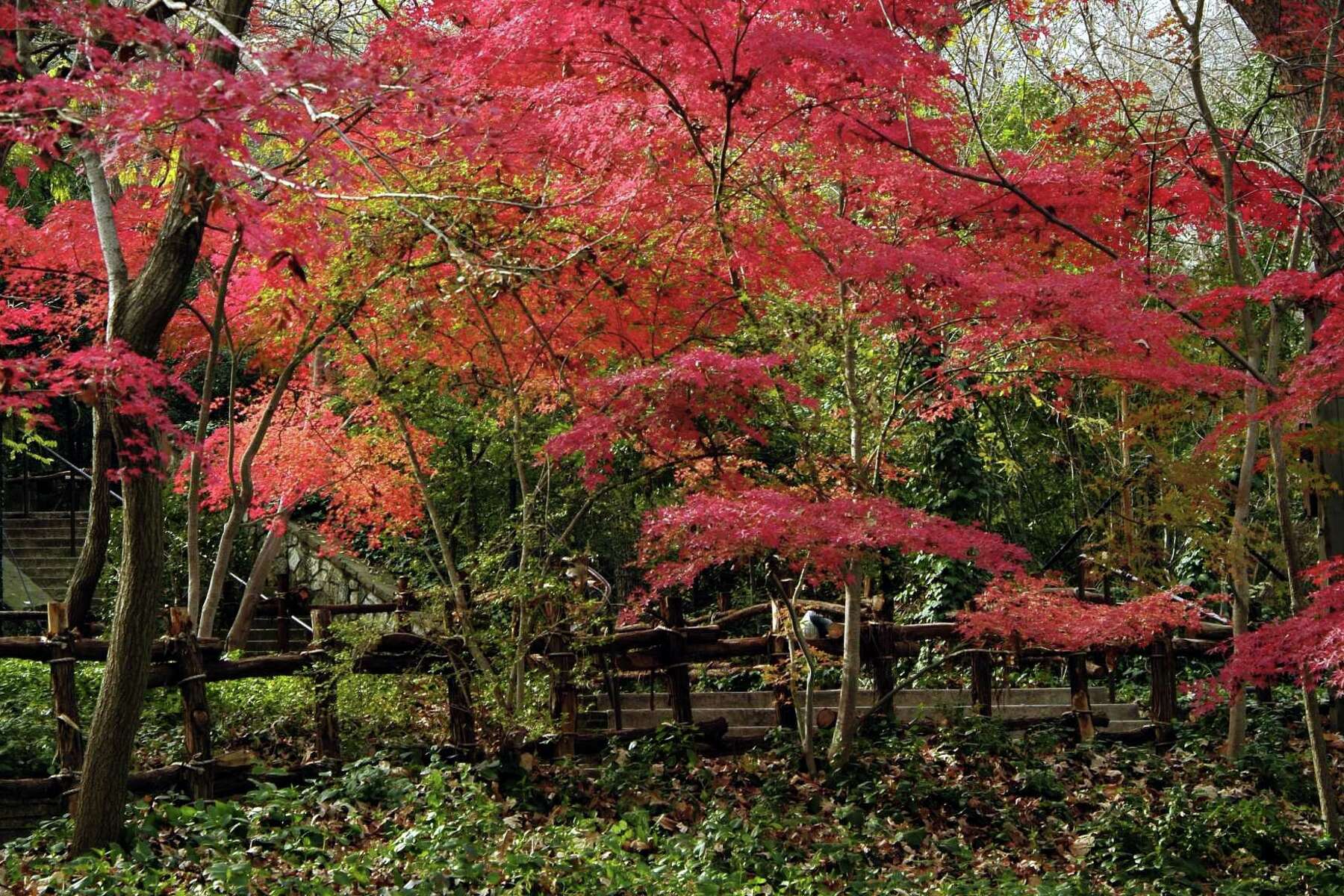 Dwarf Japanese Maple Red Dragon