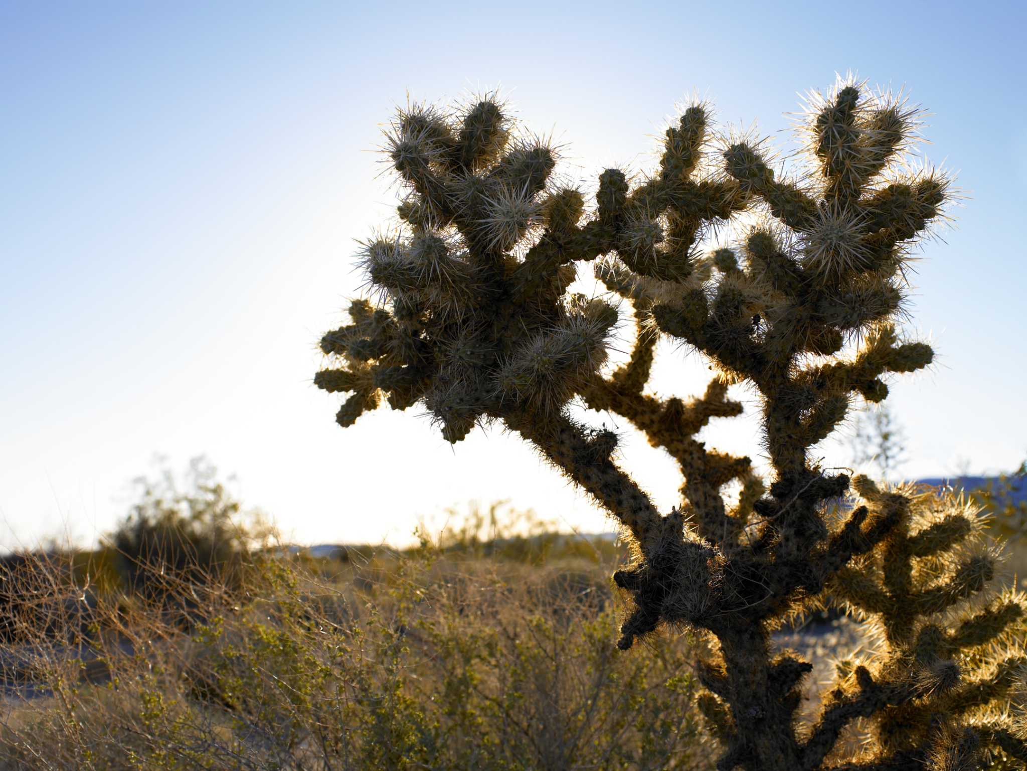Care of Jumping Cholla Cactus