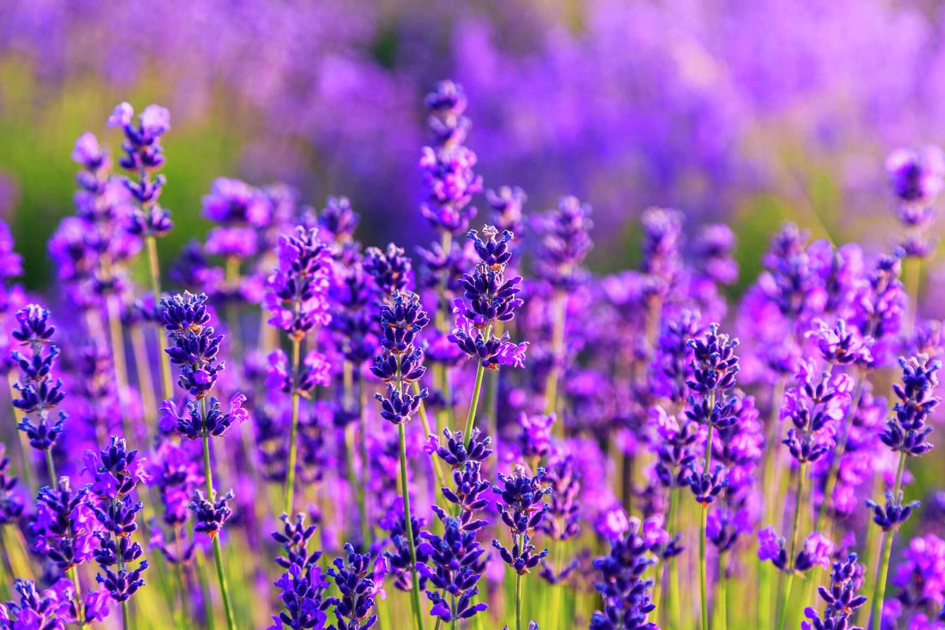 Are Lavender Plants Perennials?