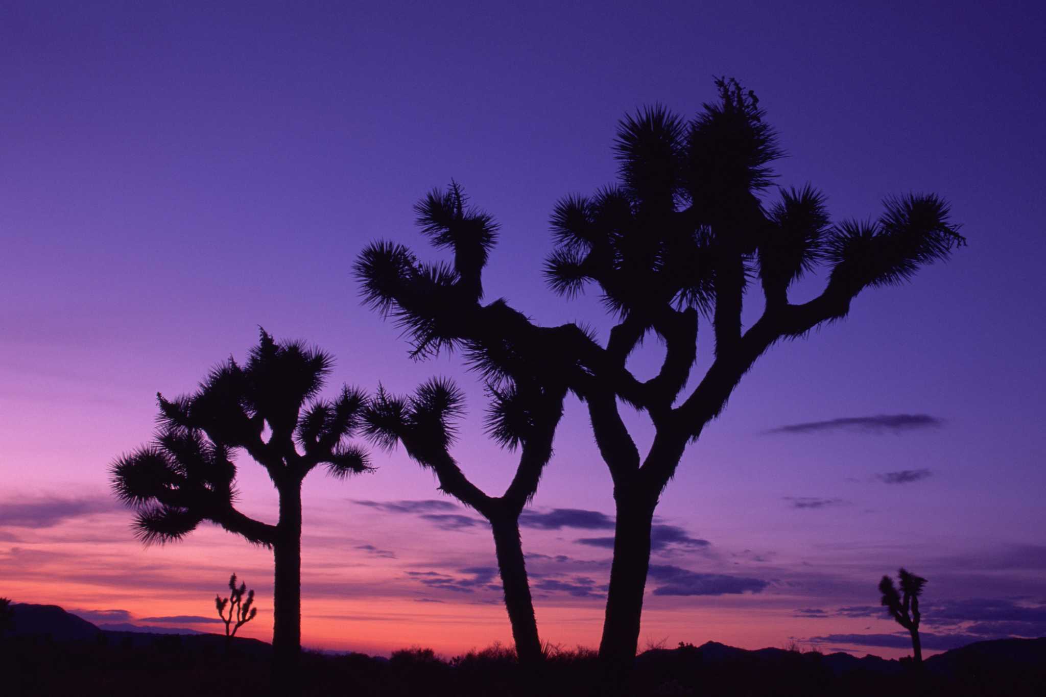 How to Care for a Long-Established Joshua Tree