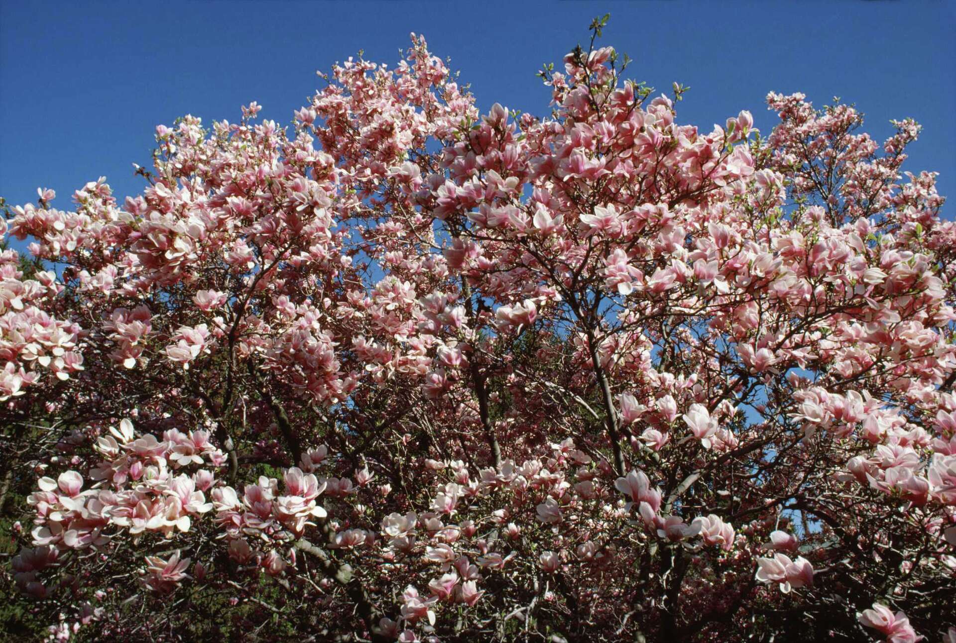 Care of Magnolia Trees & Bushes