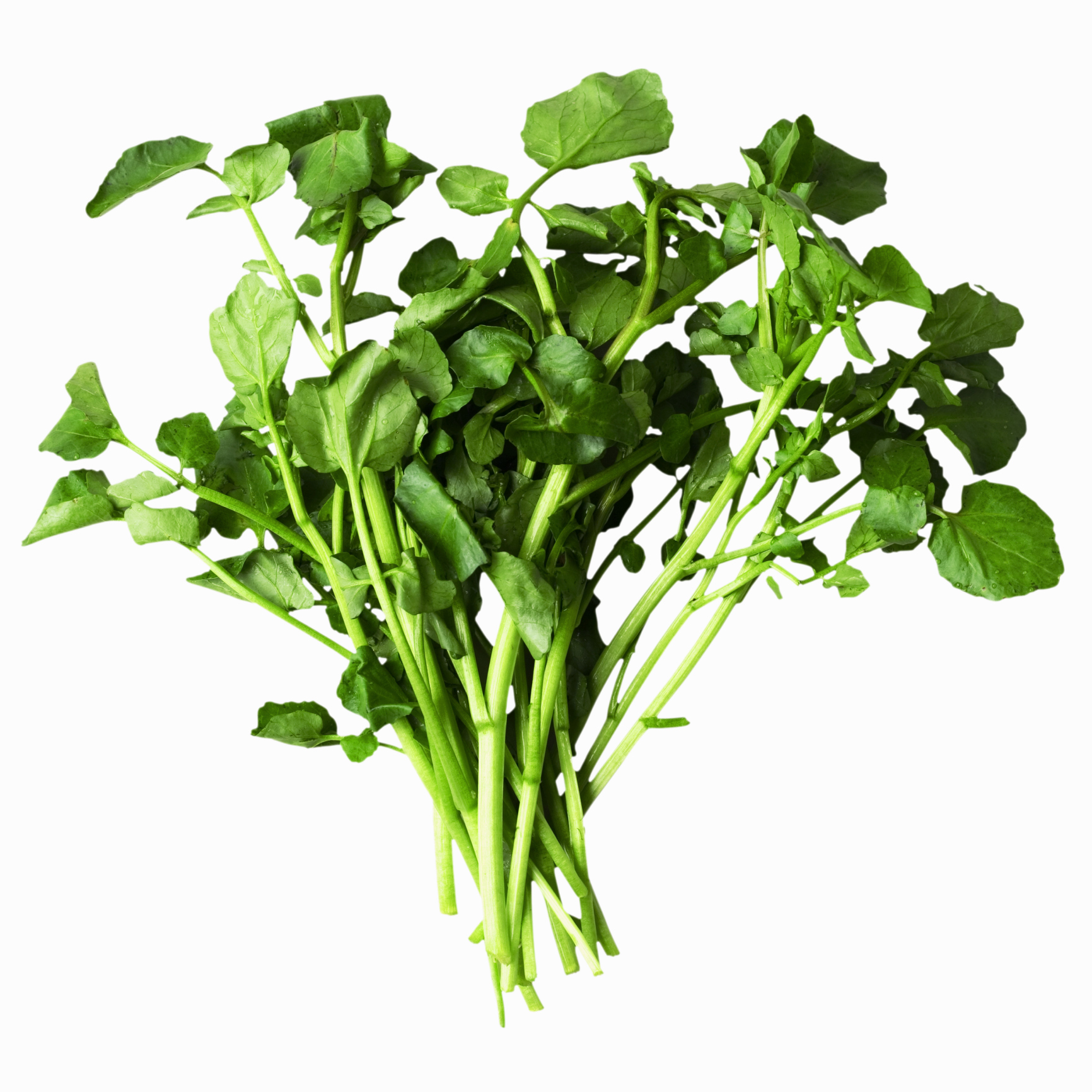 How to Identify Watercress