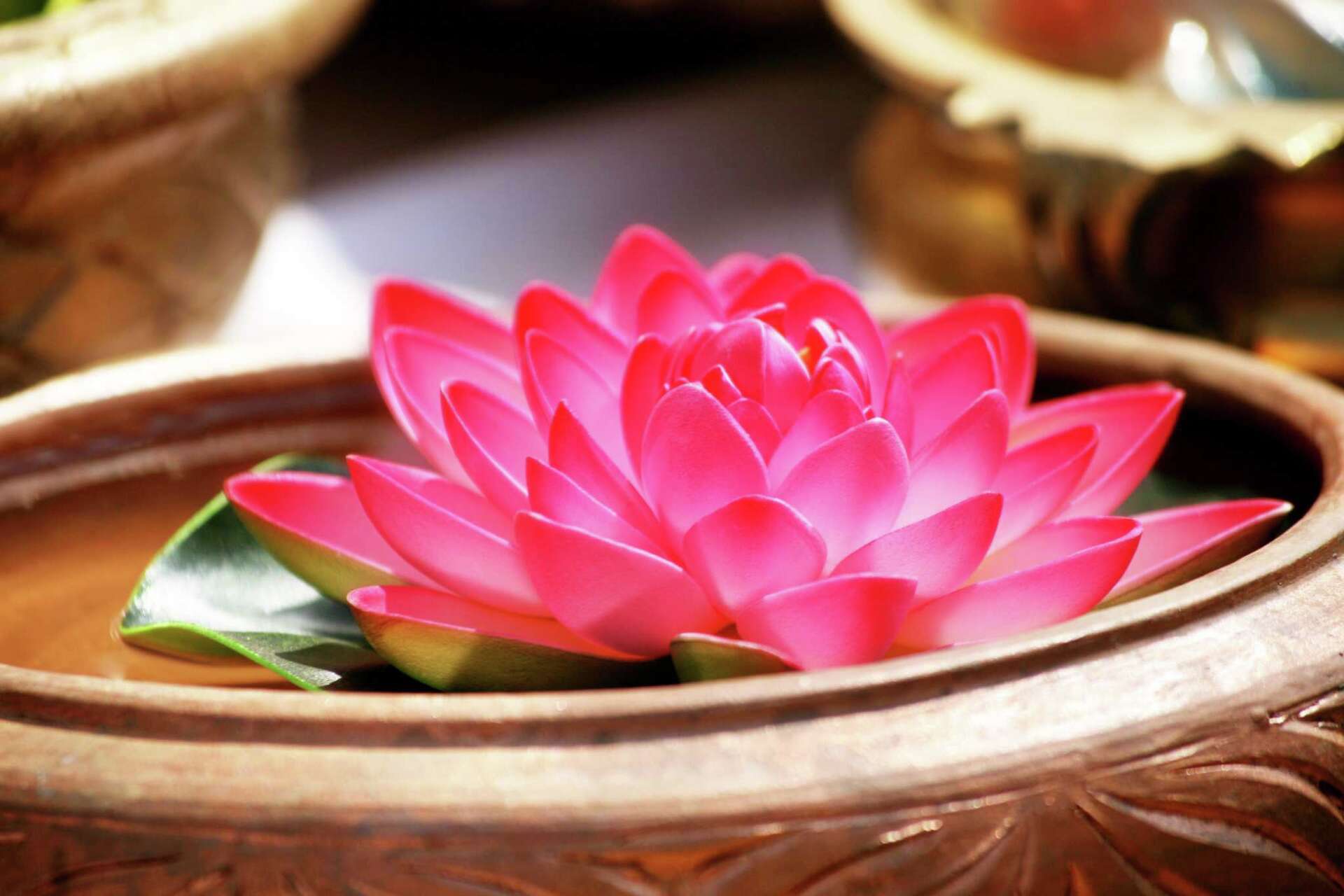Growing a Water Lotus in a Bowl