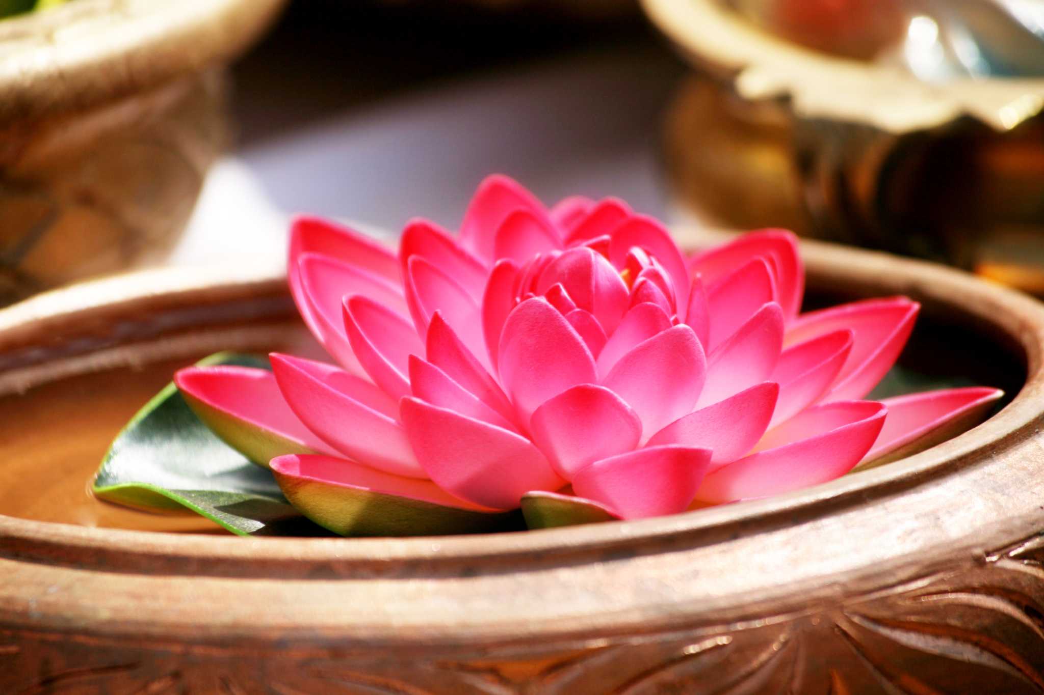 Growing a Water Lotus in a Bowl