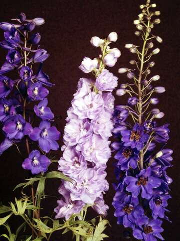 Tall Spiky Perennials