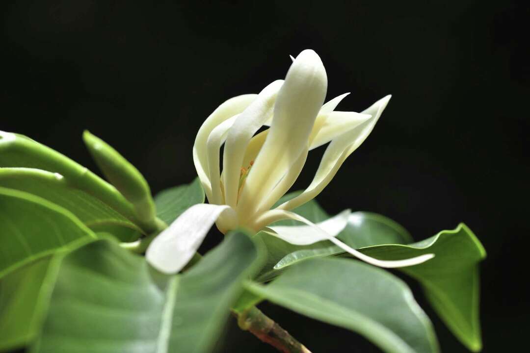 How to Care for Michelia 'Alba'