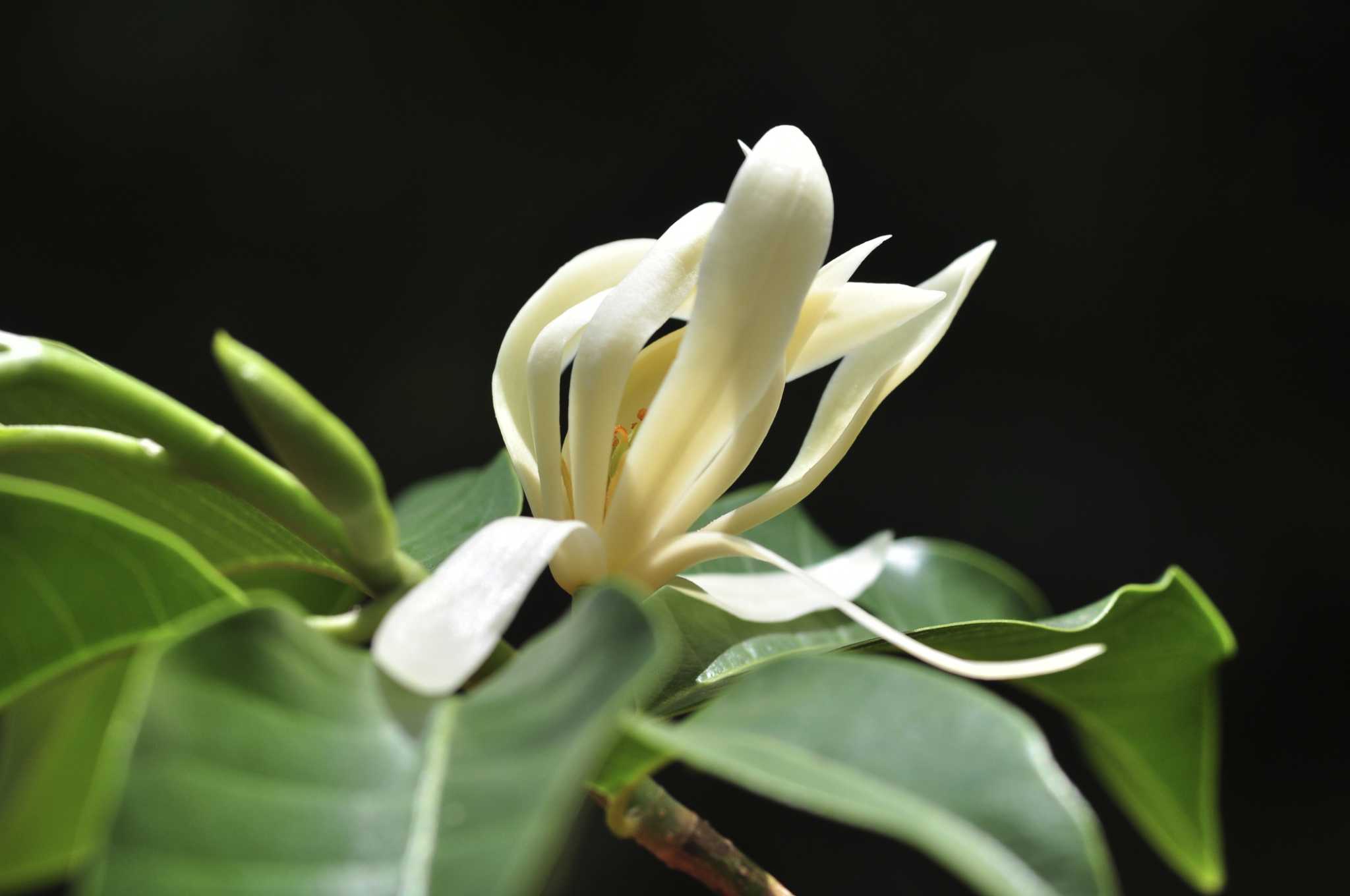How to Care for Michelia 'Alba'