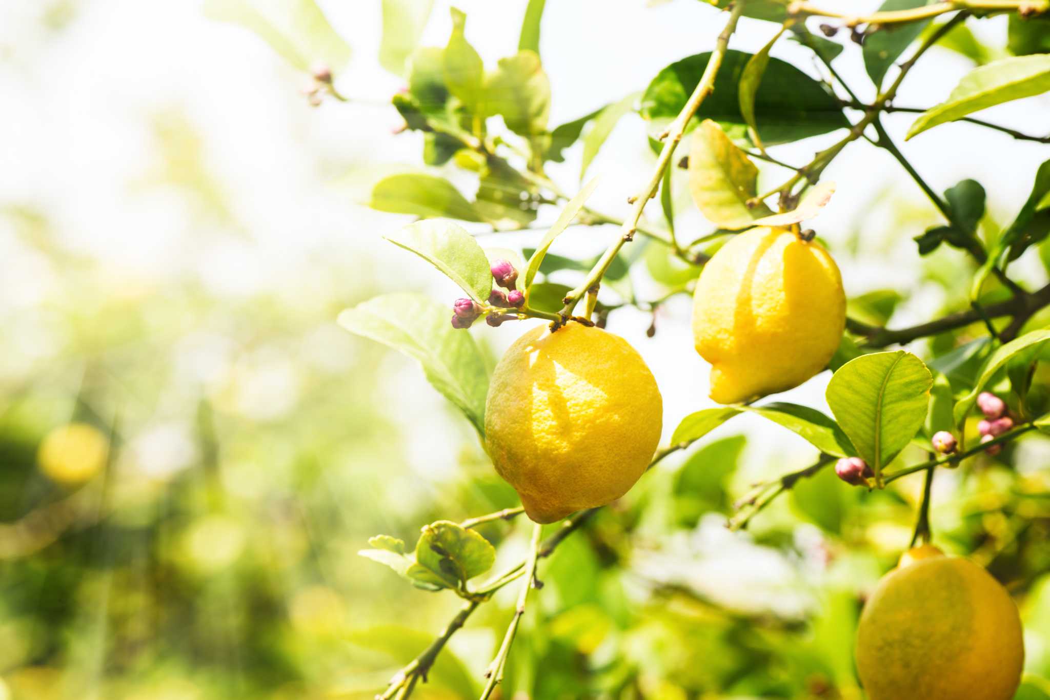 How to Take Care of a Miniature Lemon Tree