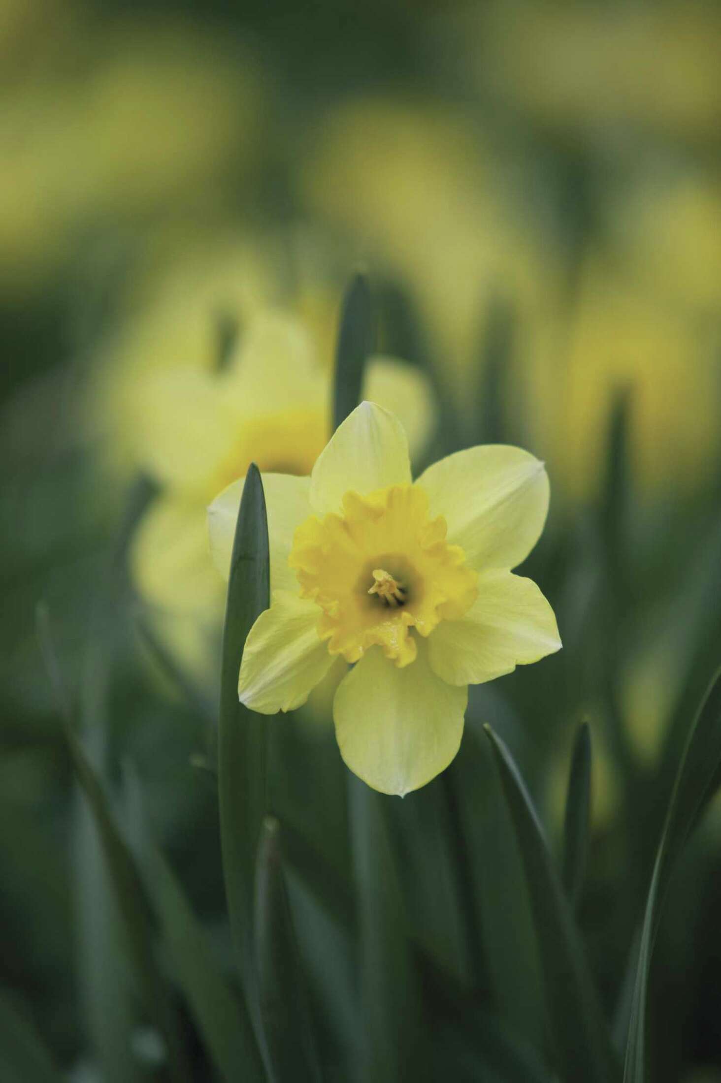 How to Care for Mini Jonquils in Pots
