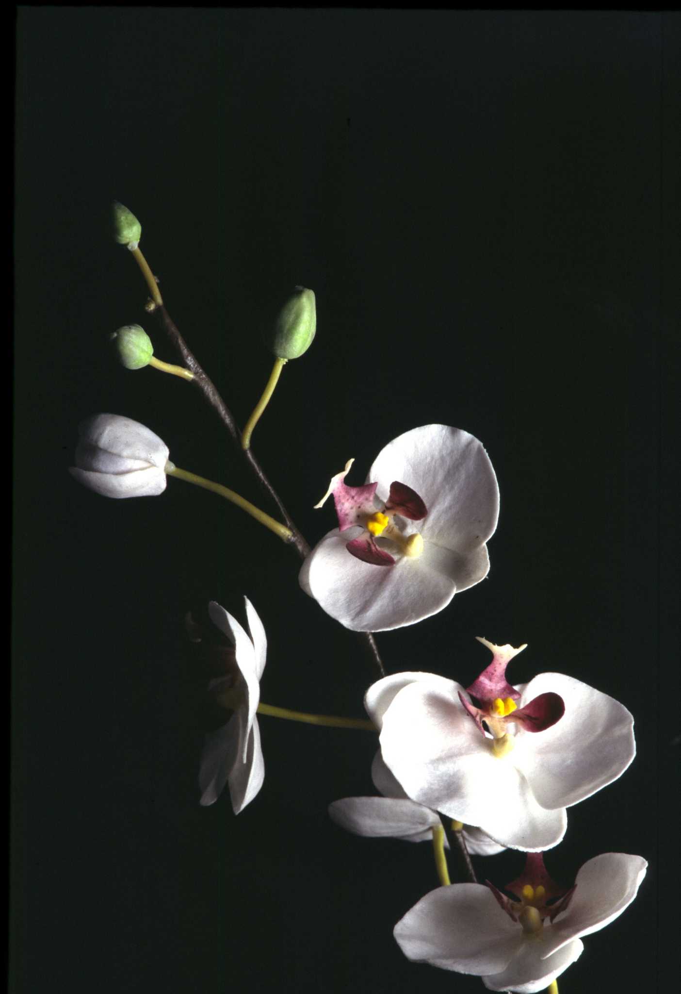 How to Grow Japanese Orchids