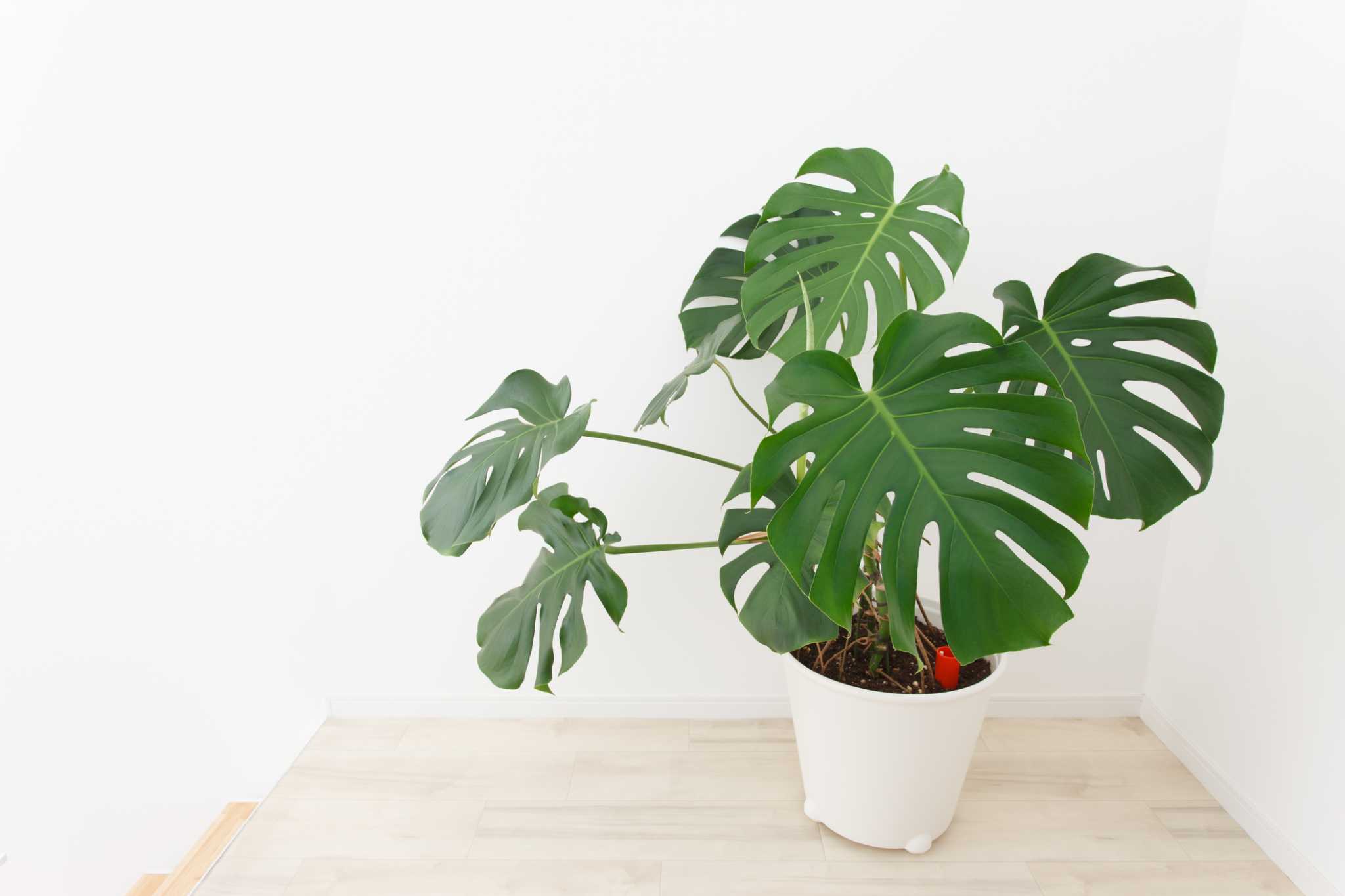 How to Prune a Monstera Deliciosa