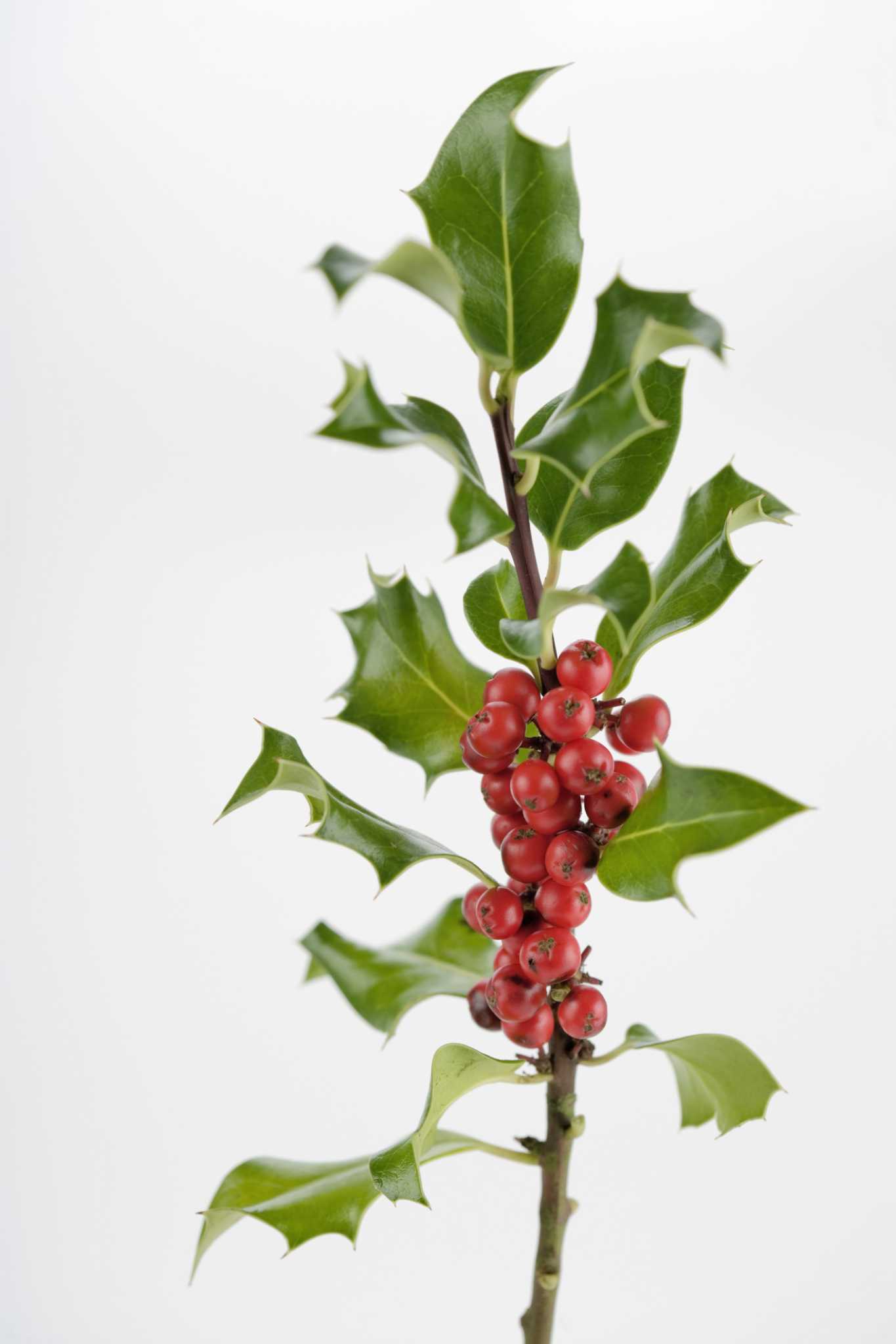 Types of Holly Leaves