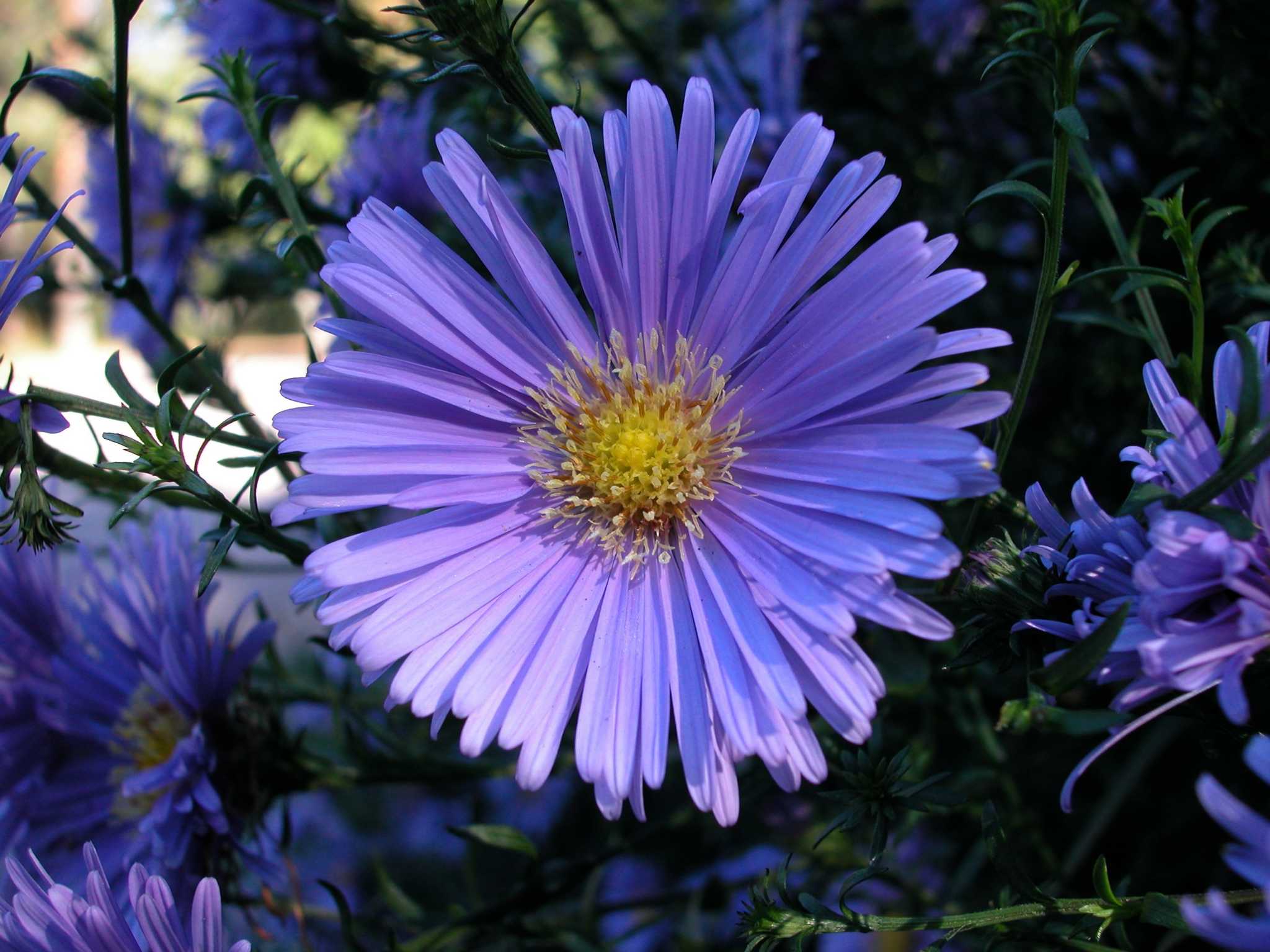 What Is the Type of Soil for Aster Flowers?