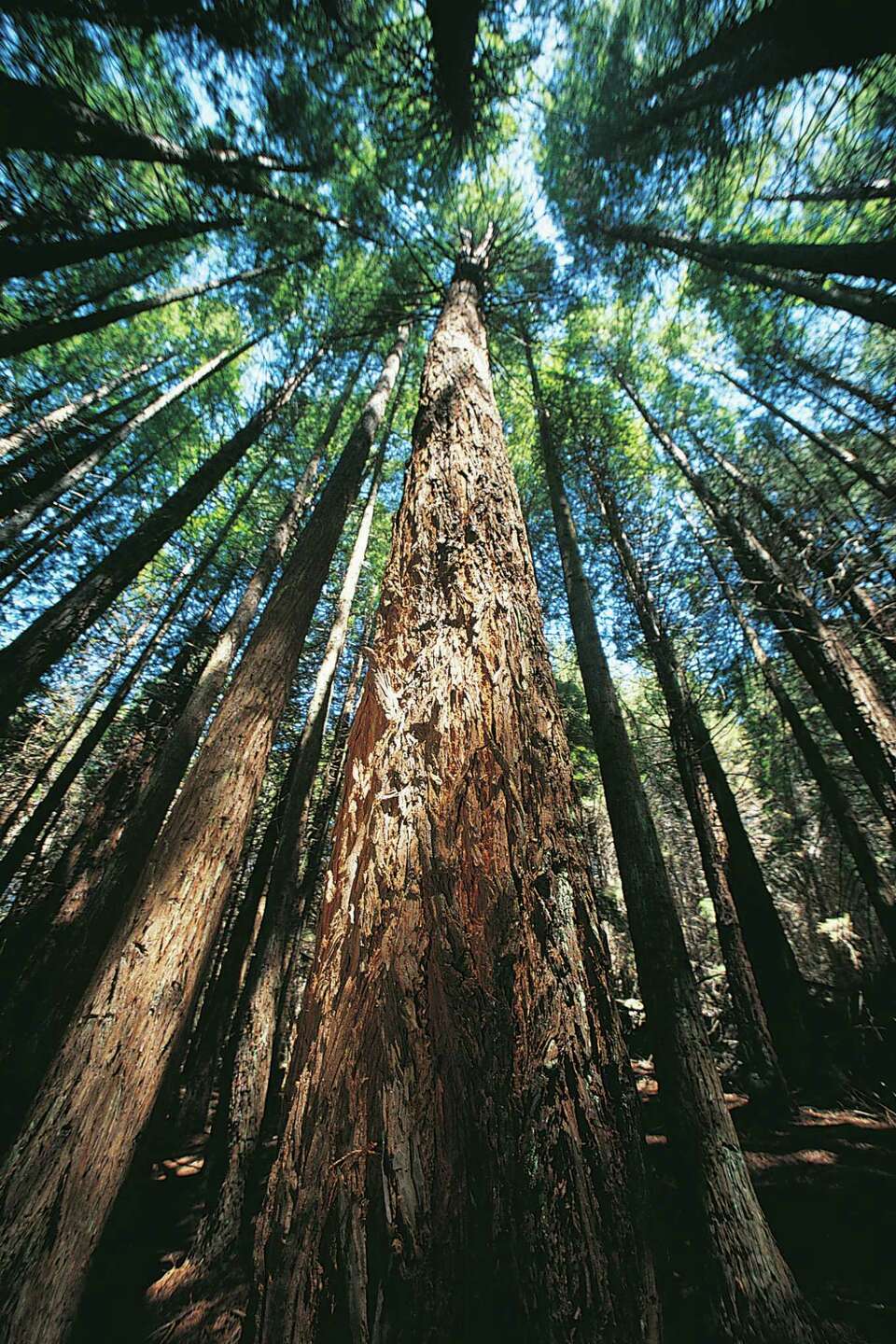 Propagating Redwood Trees