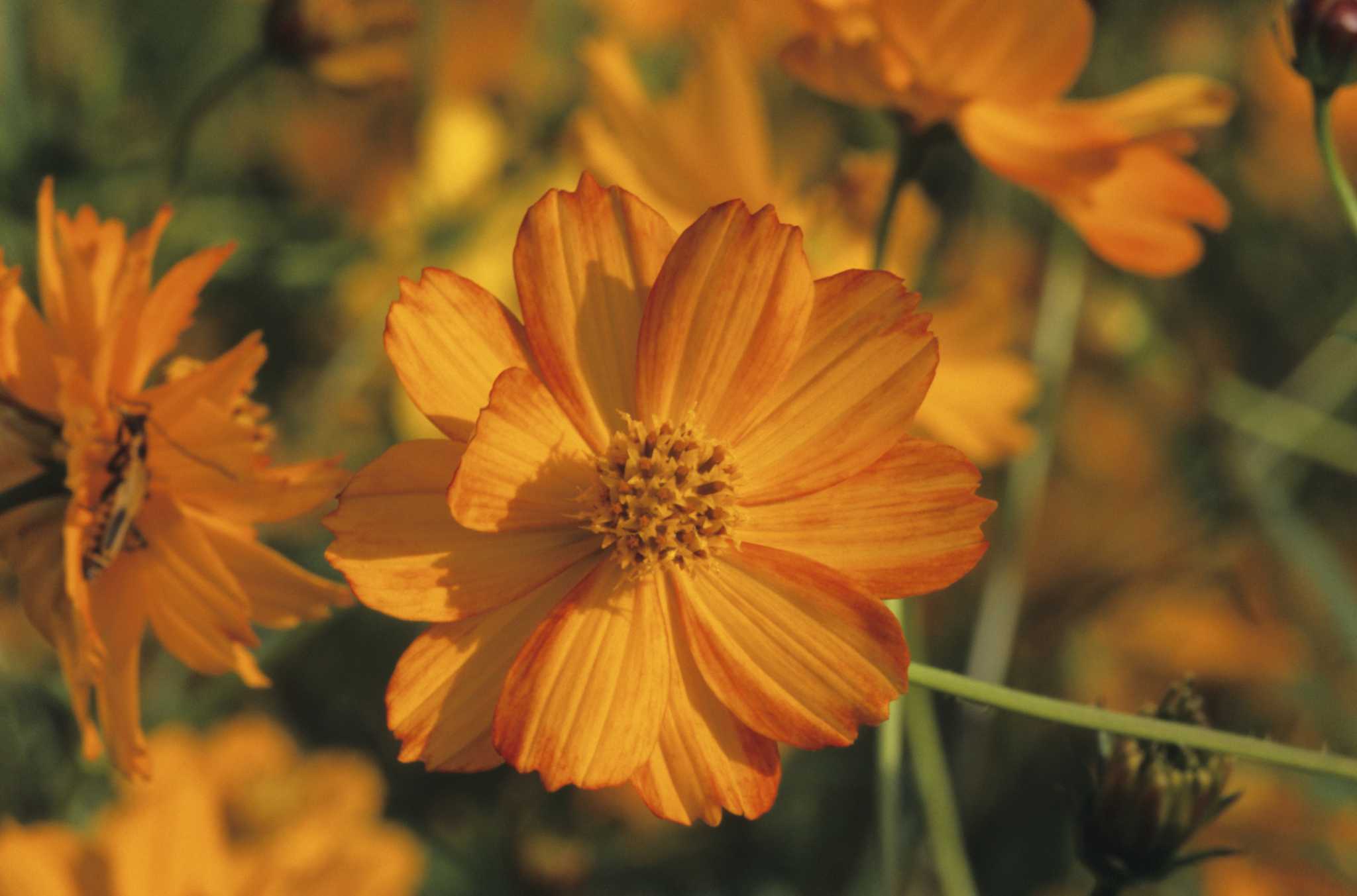 How to Care for Orange Cosmos