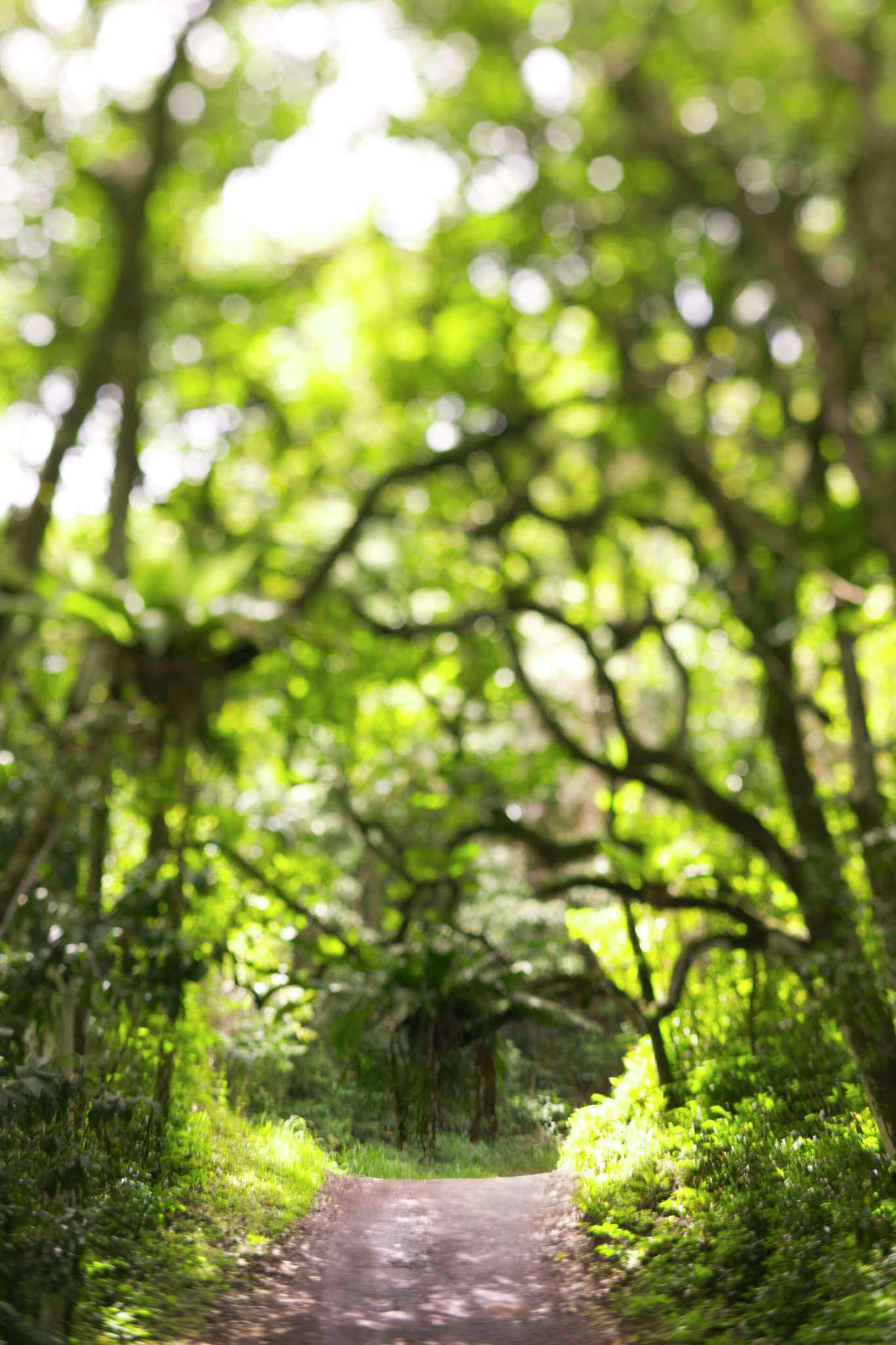 How to Grow a Laburnum Arch