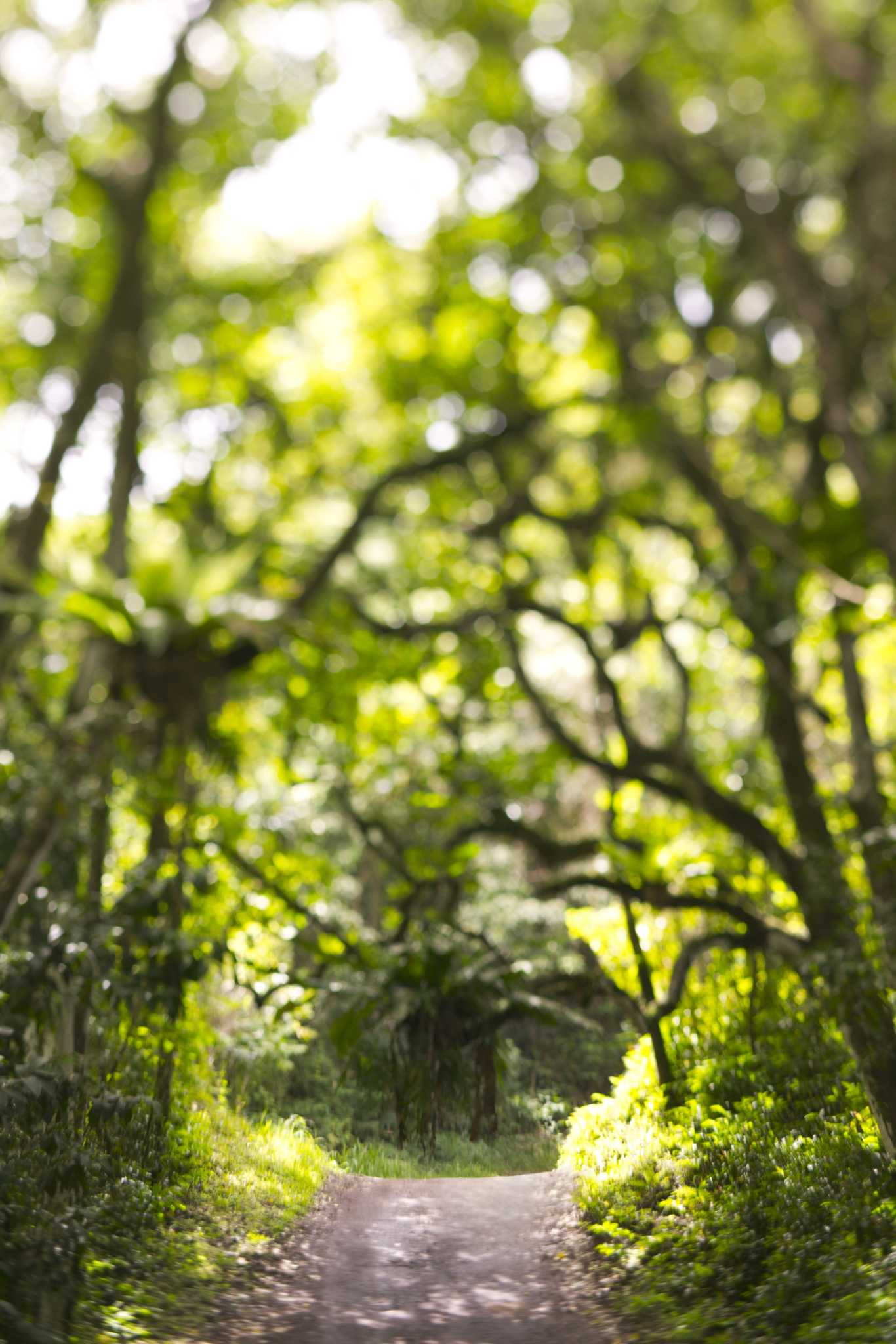 How to Grow a Laburnum Arch