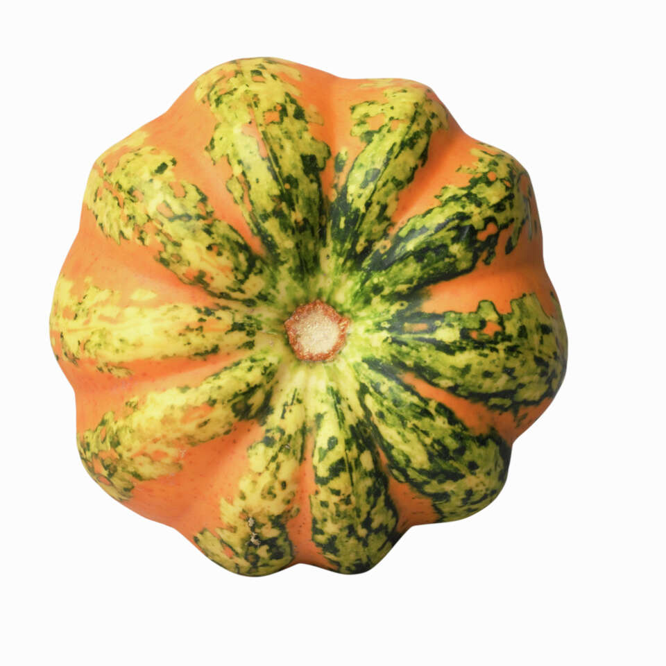 How to Grow a Lakota Squash