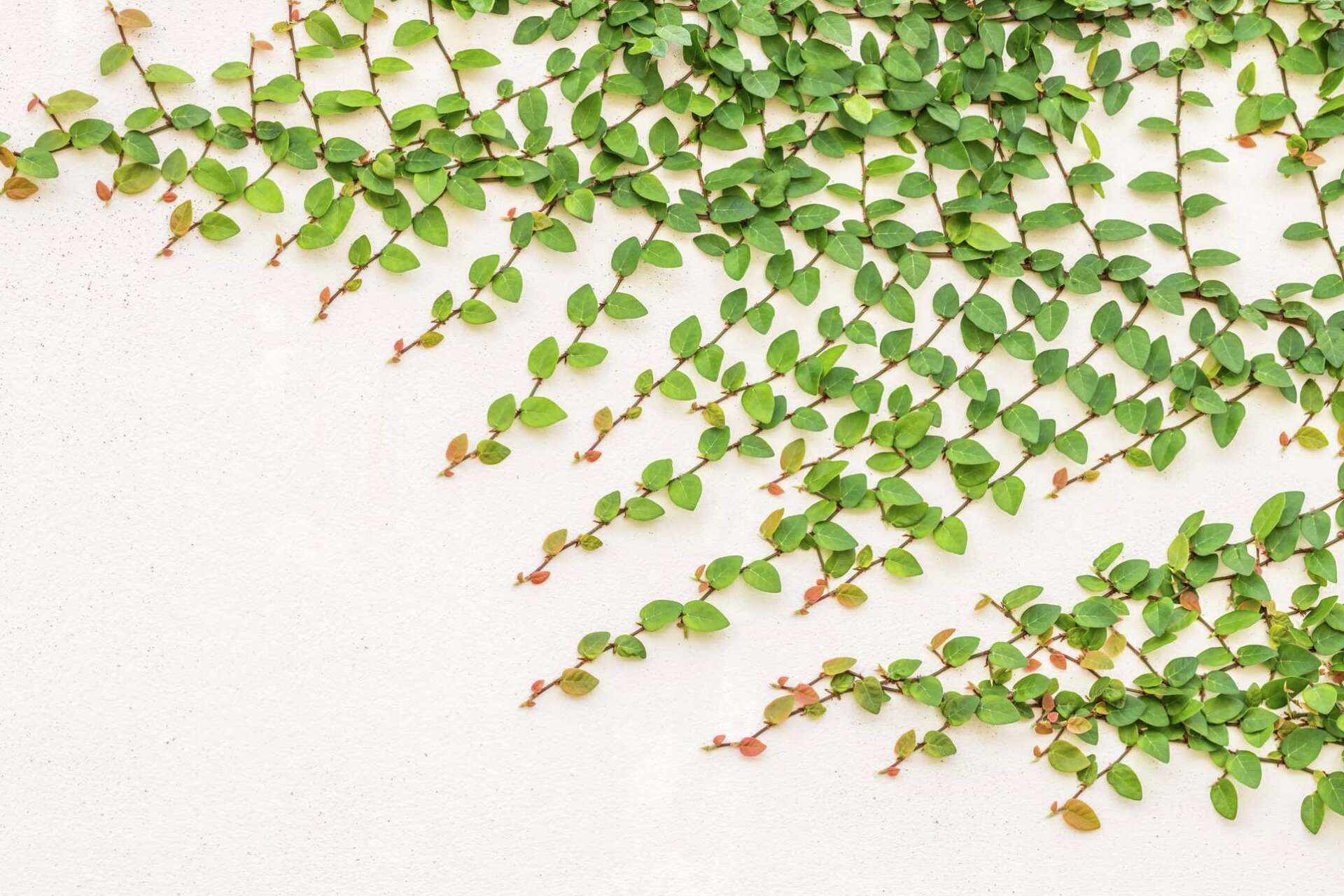 How to Care for Outdoor Ficus Trees