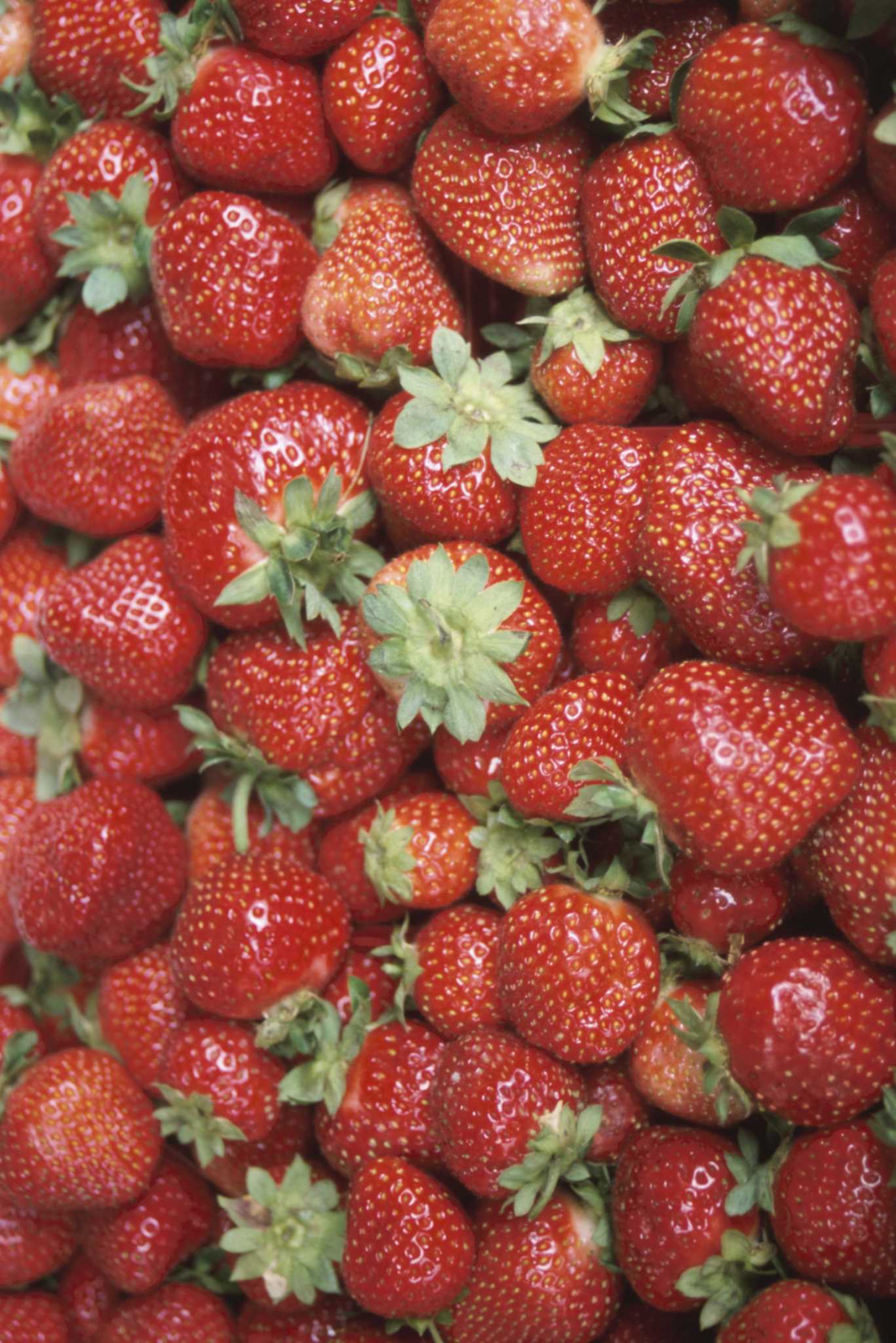 How to Grow Late Fall Strawberry Varieties