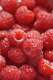 How to Grow Latham Red Raspberries