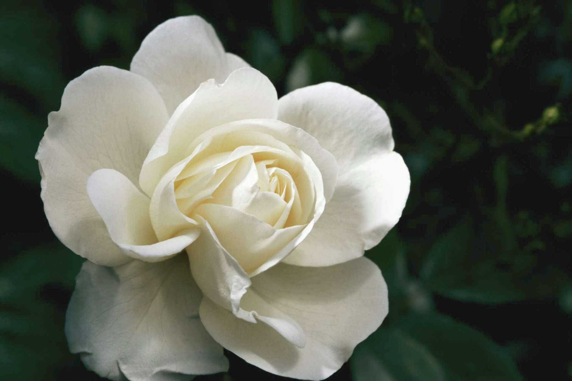 How to Care for a Perkins 'Moondance' Floribunda Rose